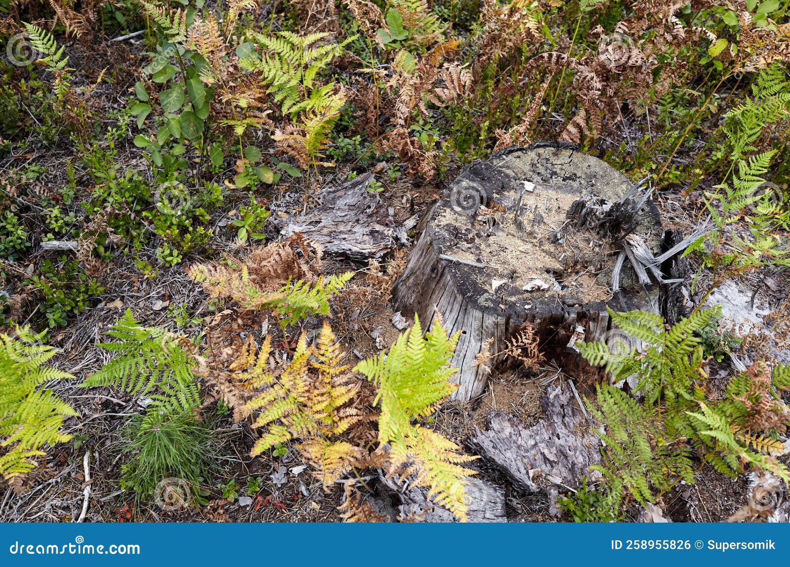 Tree Stump after Deforestation Stock Photo - Image of pine, brown ... Tree Stump after Deforestation Stock Photo - Image of pine, brown ...