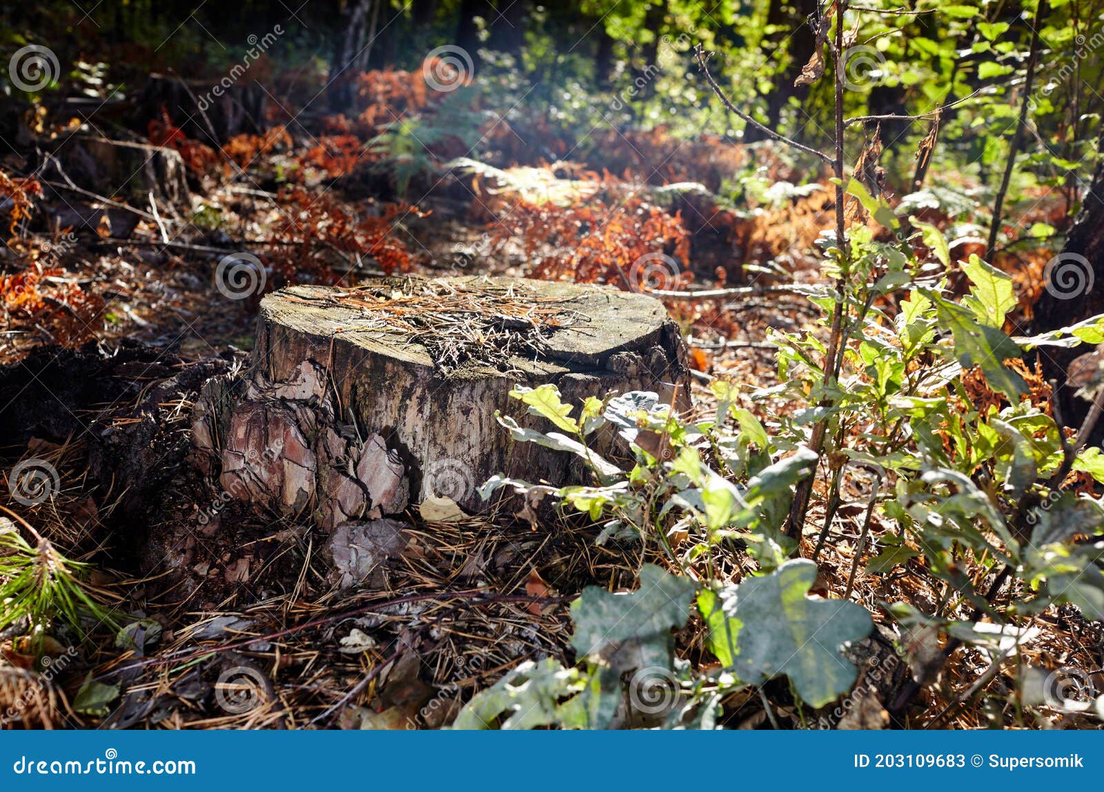 Tree Stump in a Bright Forest Stock Image - Image of outdoor, europe ...