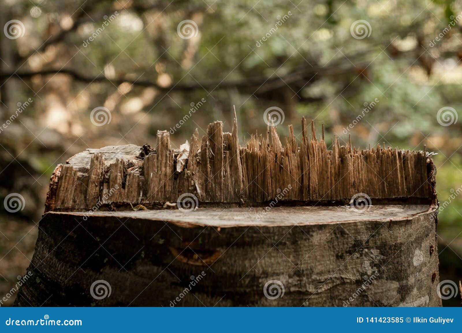 Tree Stump in a Bright and Green Coniferous Forest or Charred Tree ...