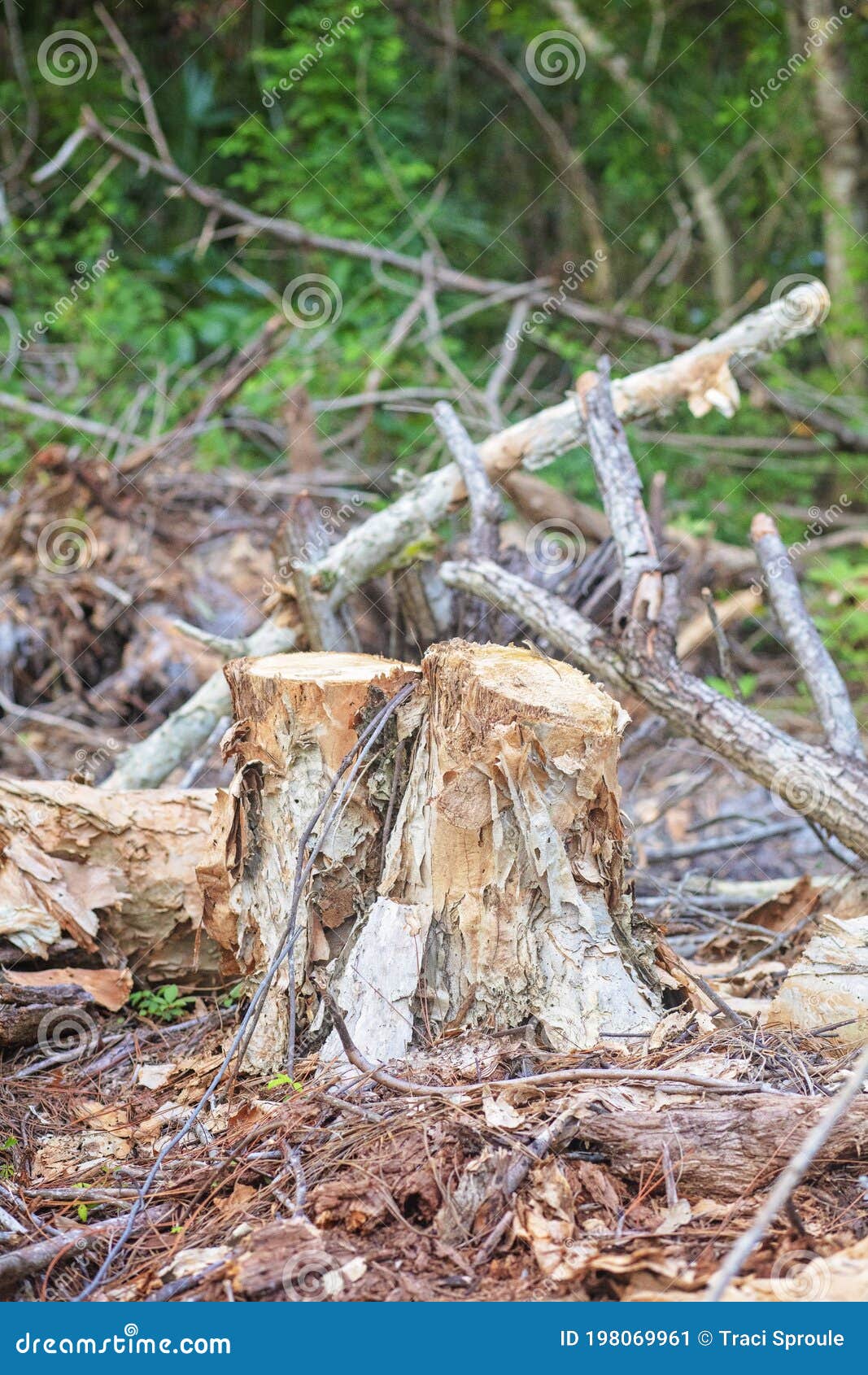 Tree Stump and Broken Branches Stock Image - Image of destruction ...