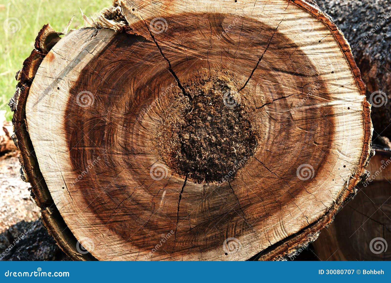 Tree stump stock image. Image of aging, concentric, structure - 30080707