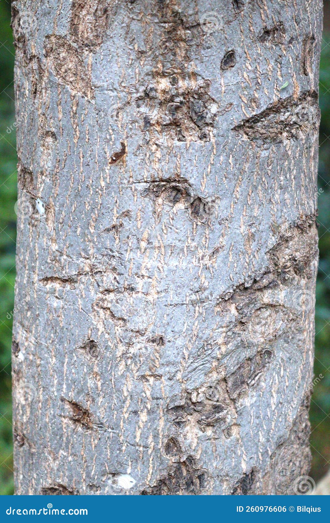 Tree stump with bump stock photo. Image of nature, river - 260976606