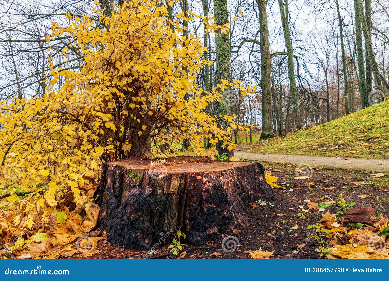 Tree Stump. a Bush with Yellow Leaves Stock Photo - Image of plant ...