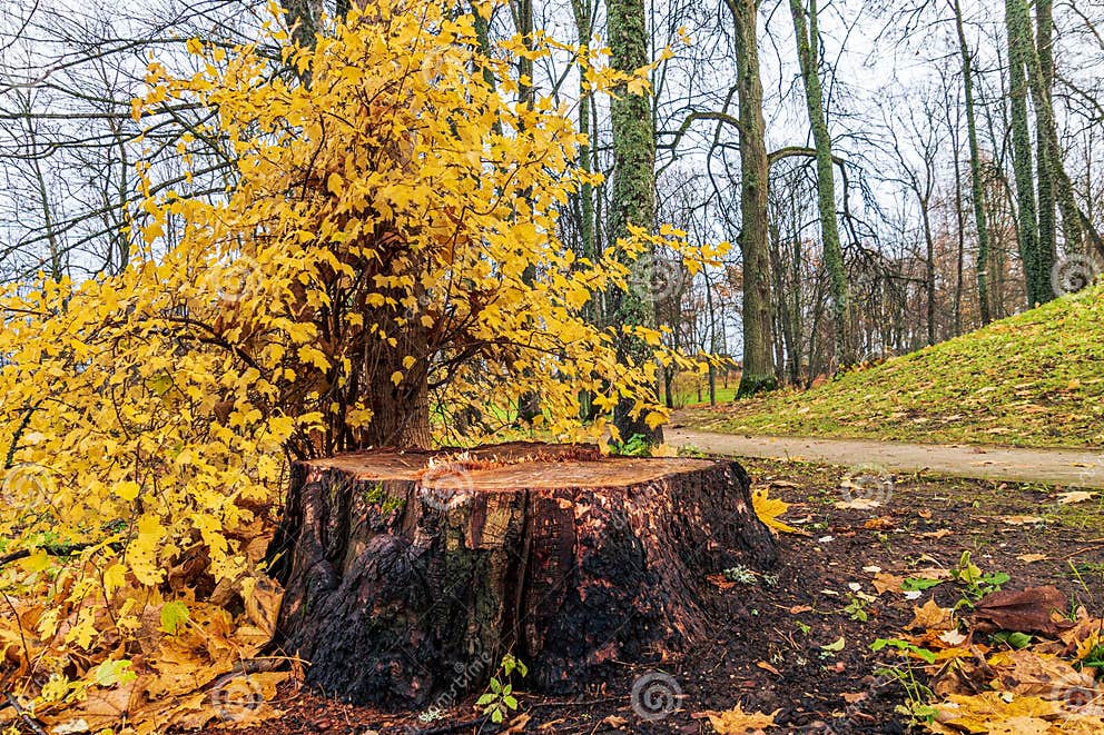 Tree Stump. a Bush with Yellow Leaves Stock Photo - Image of plant ...