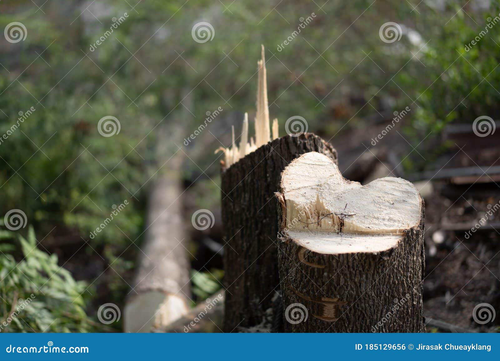 Tree Stump is Caused by Cutting Down Trees Stock Photo - Image of ...