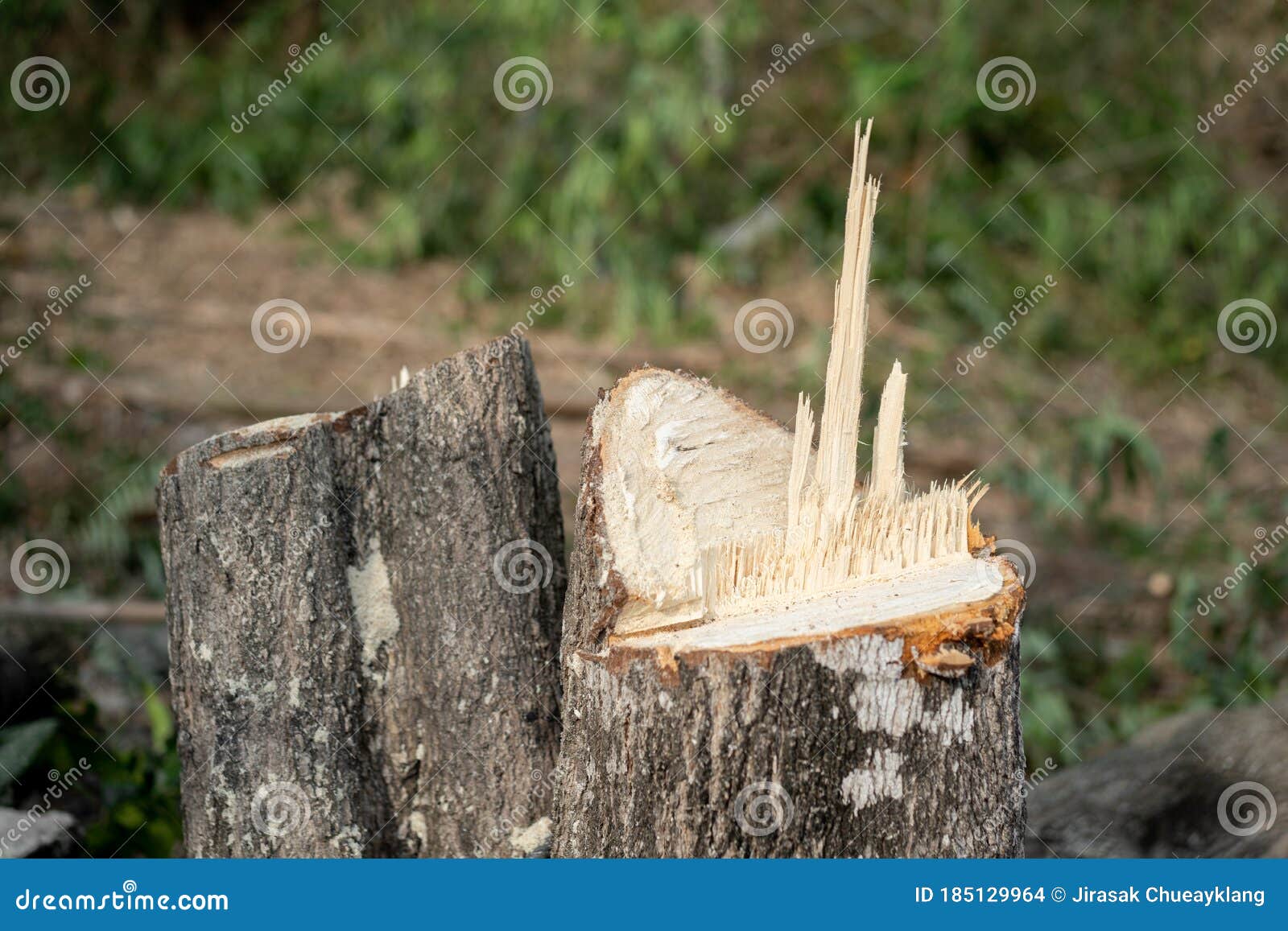 Tree Stump Caused by Destruction by Humans Stock Photo - Image of wood ...