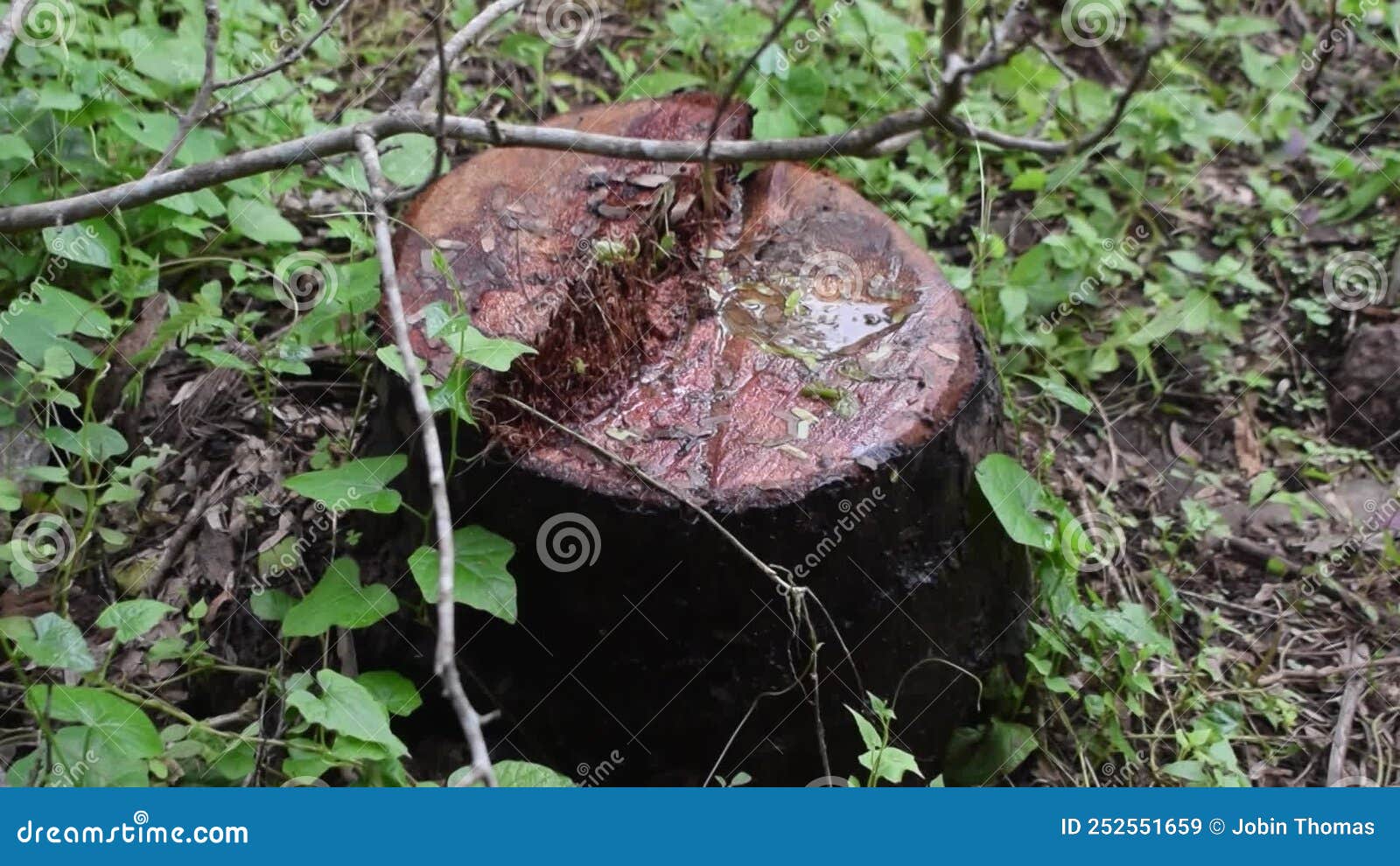 Tree Stump of a Chopped Tree Stock Video - Video of concept, climate ...