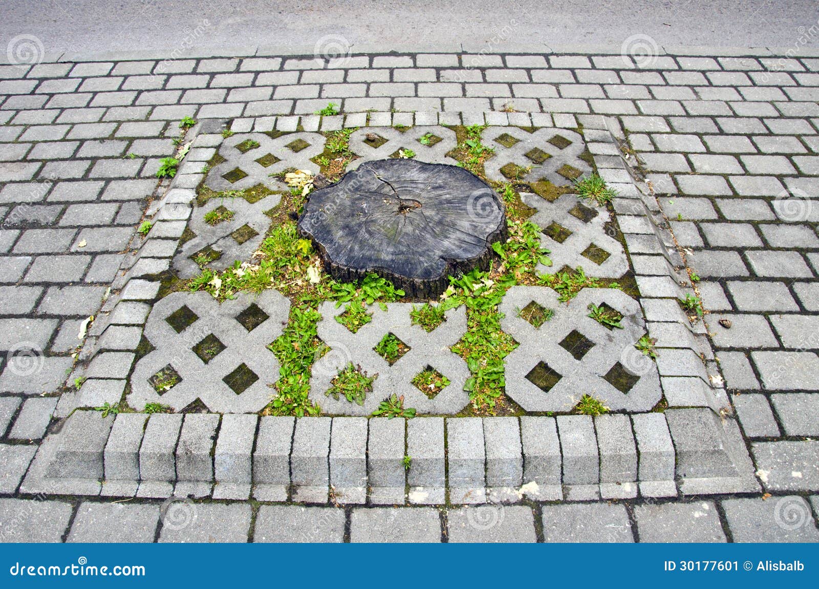 Tree Stump on Street Pavement Stock Image - Image of concrete, sawed ...