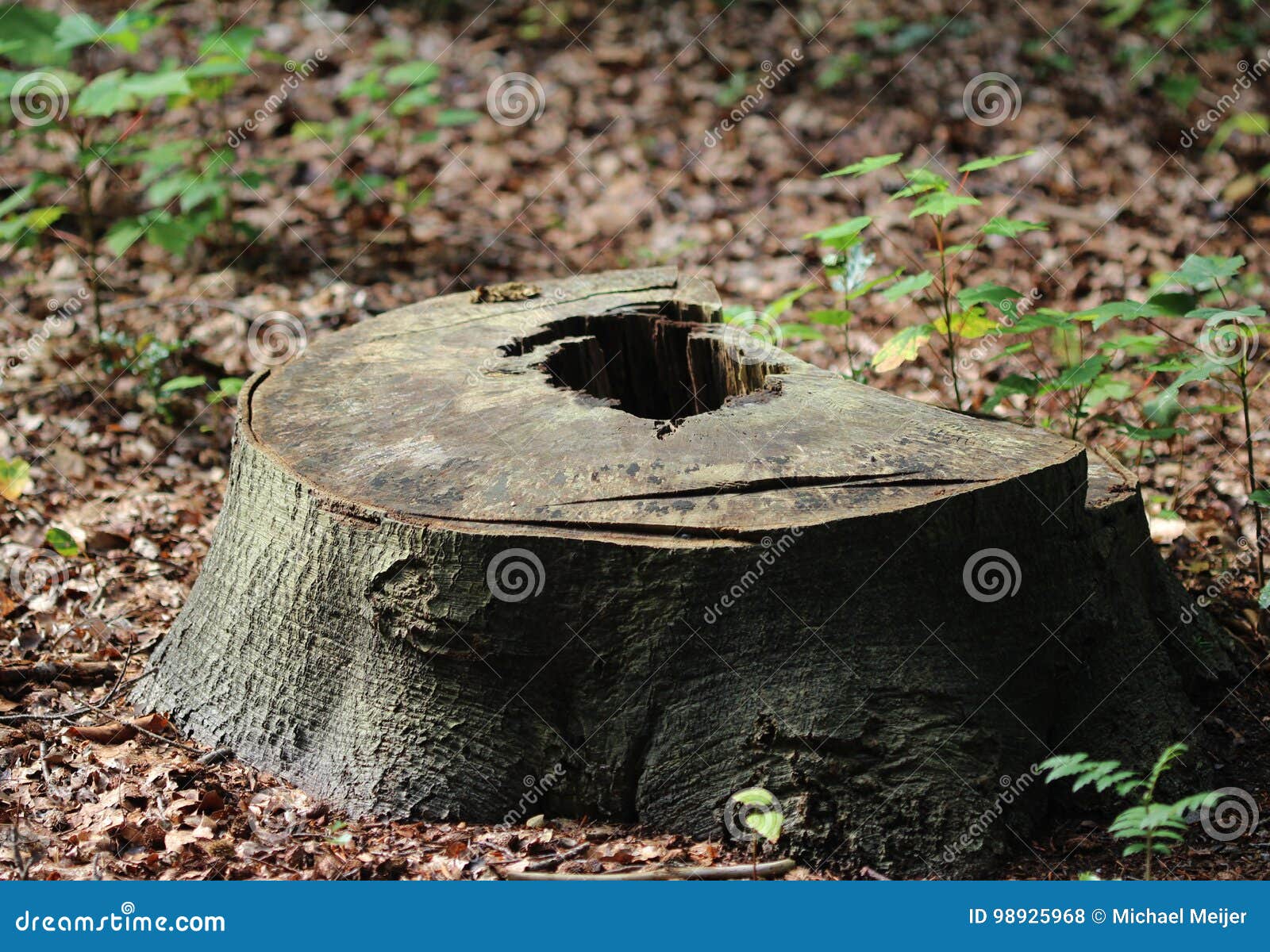 Tree stump stock photo. Image of lumber, root, environment - 98925968