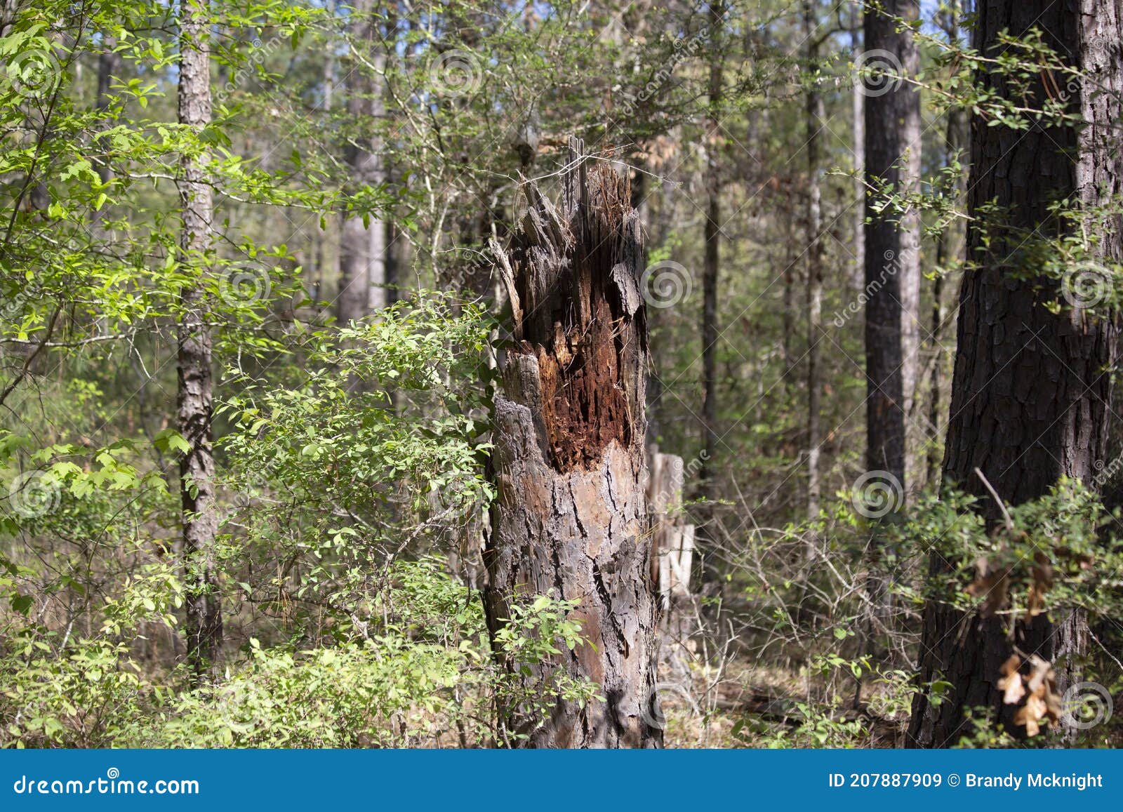 Jagged Tree Stump stock image. Image of outside, environment - 207887909