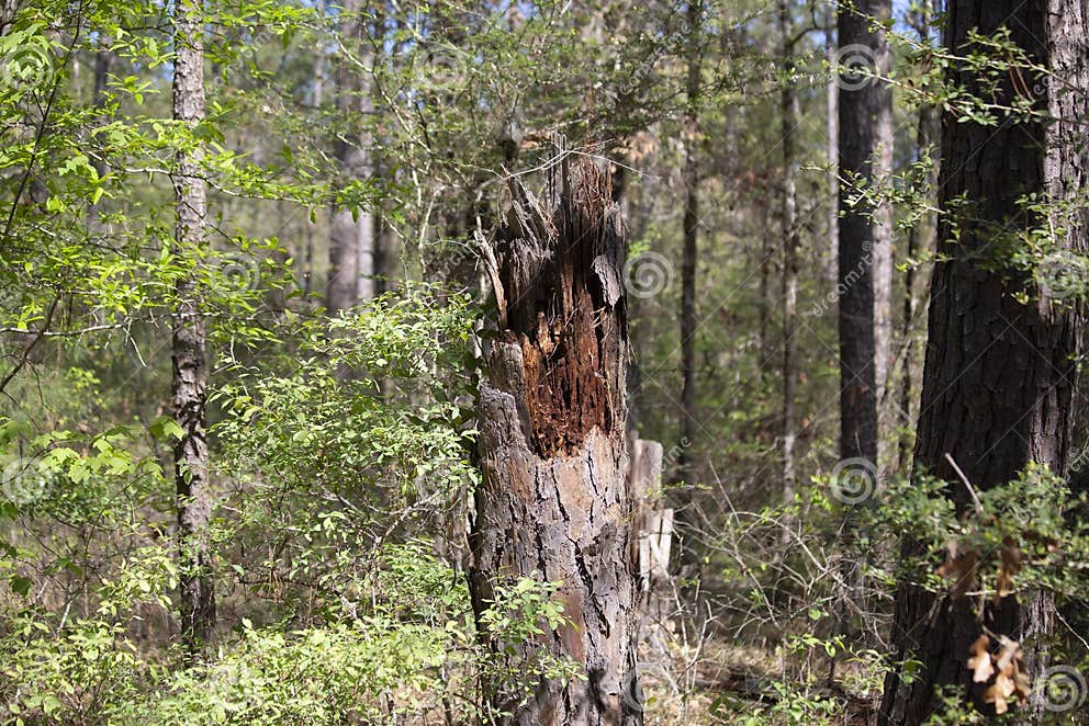 Jagged Tree Stump stock image. Image of outside, environment - 207887909