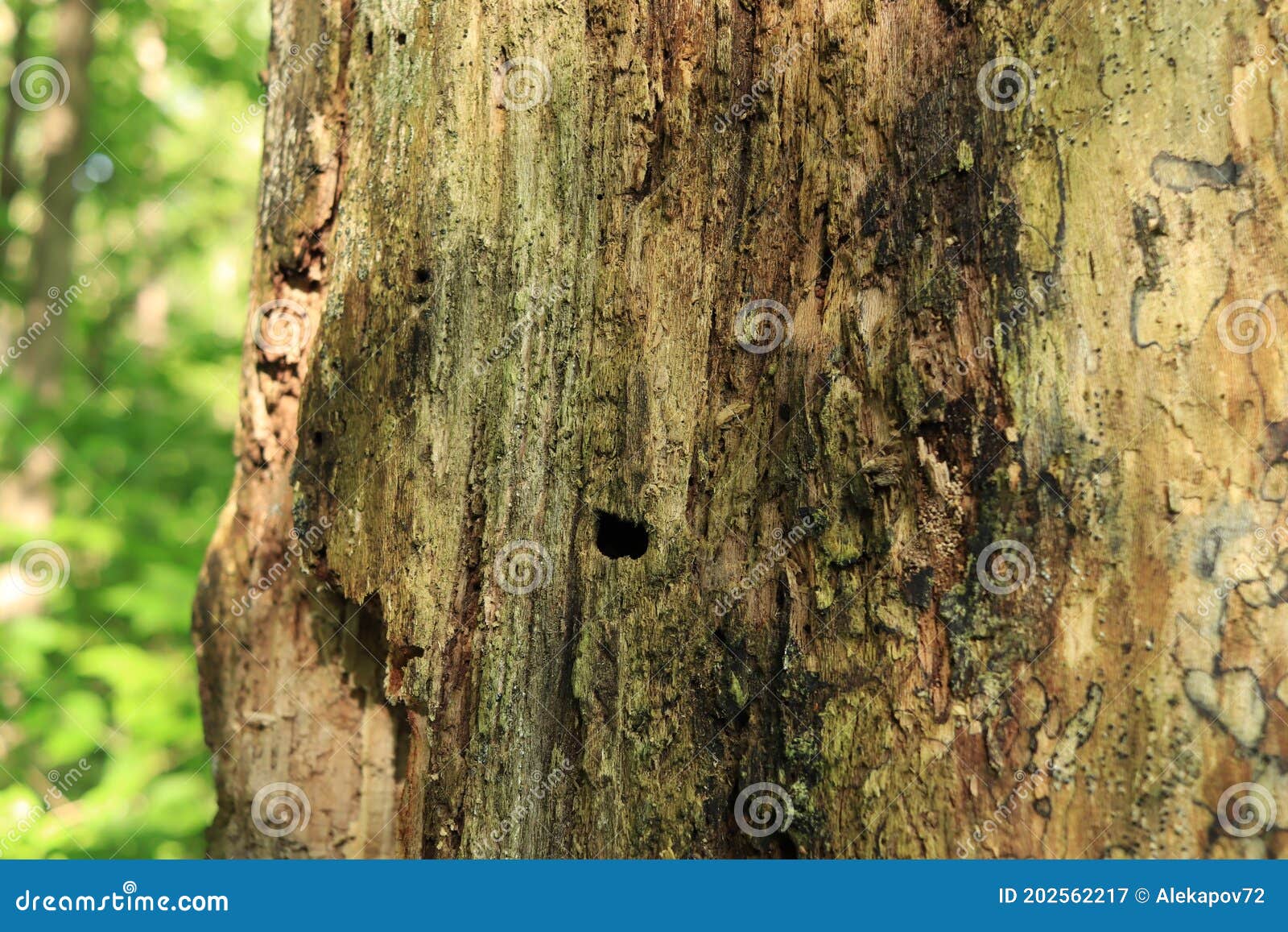 Tree Stump, Close-up, Rotten Wood View Stock Image - Image of grass ...