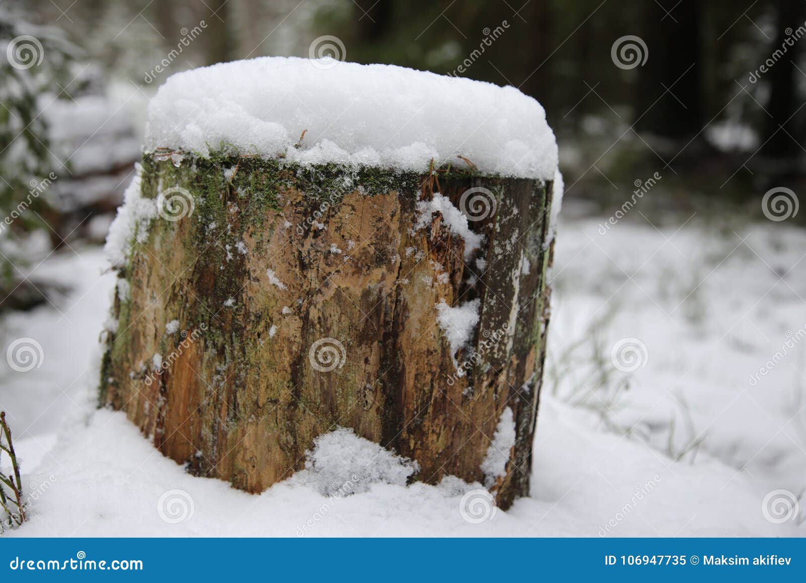 Tree Stump Close-up in the Snow in a Beautiful Winter Forest with a ...