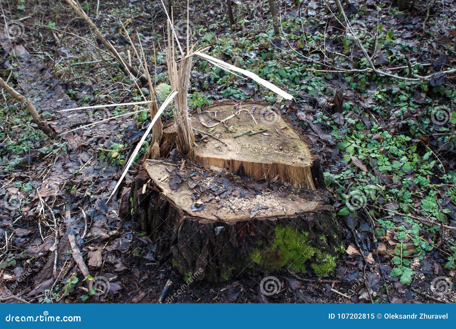 Tree stump close-up stock image. Image of deteriorate - 107202815