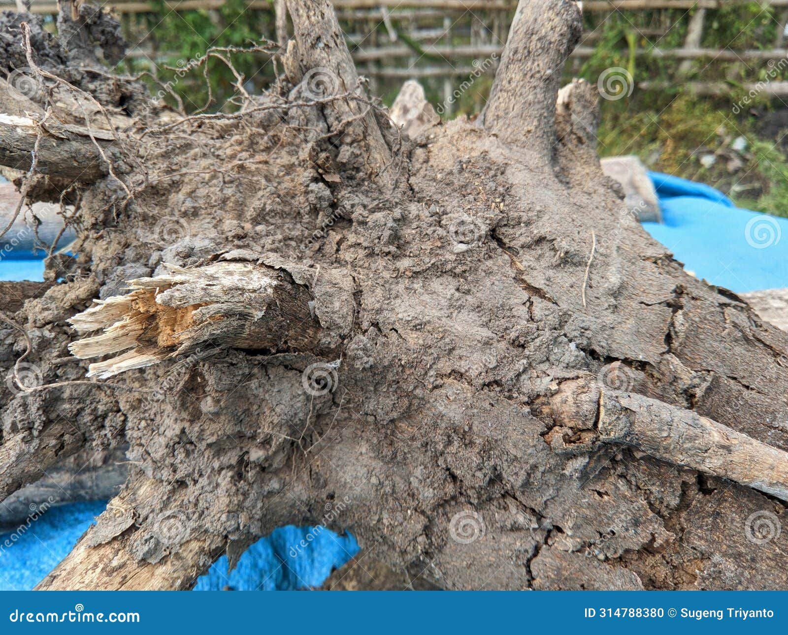 A Tree Stump that Collapsed and Rose Above the Surface, Soil Still ...