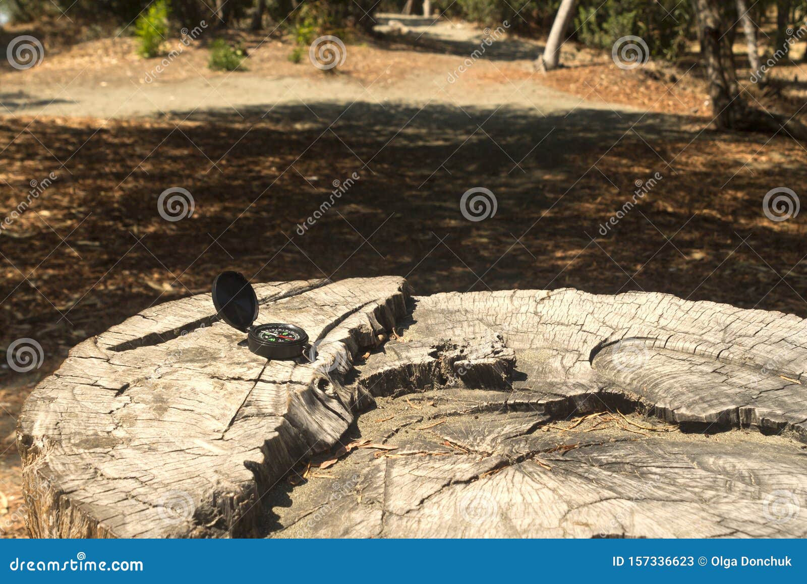 Tree Stump with Compass in Forest Stock Image - Image of direction ...