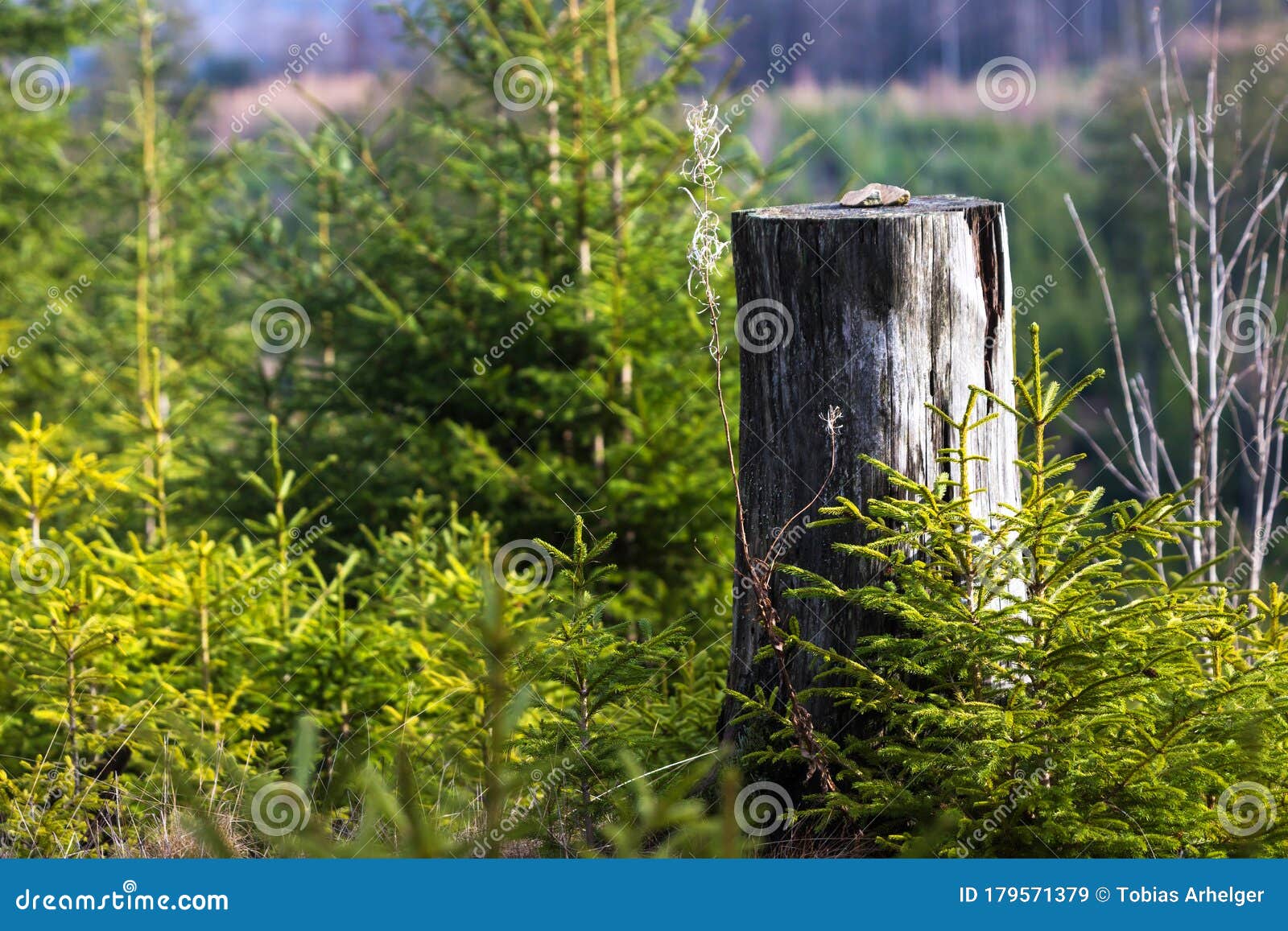 Tree Stump in a Coniferous Forest Stock Image - Image of wood, stump ...