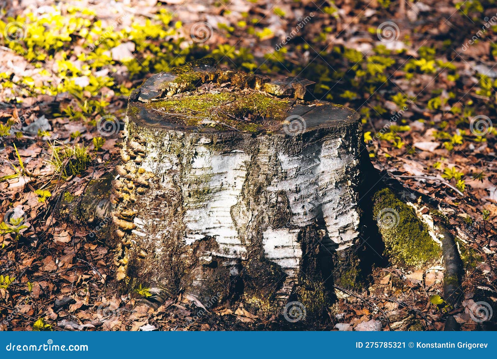 Tree Stump Covered with Moss with Blurred Forest Background Stock Image ...