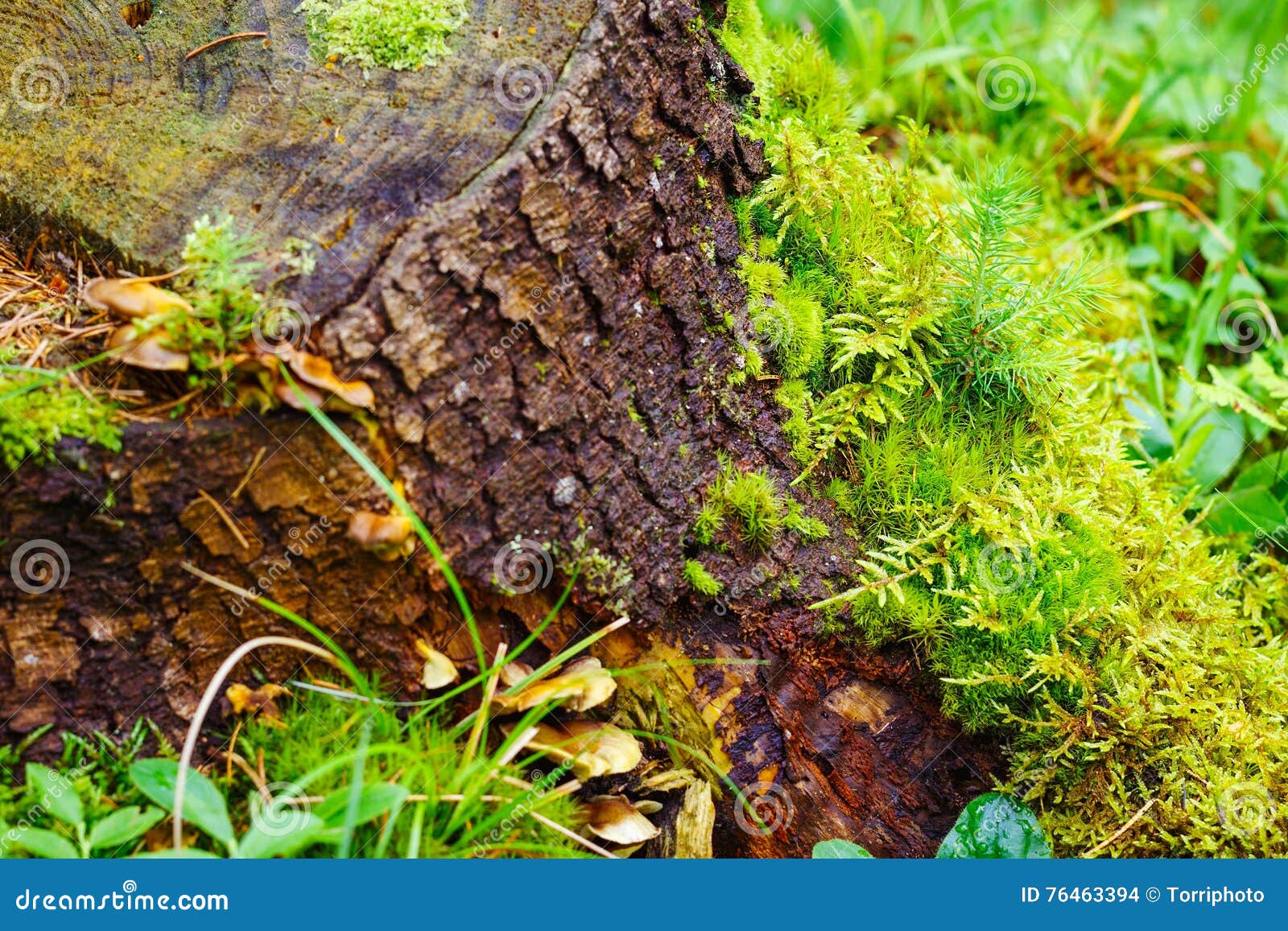 Tree Stump Covered with Moss Stock Photo - Image of earth, background ...