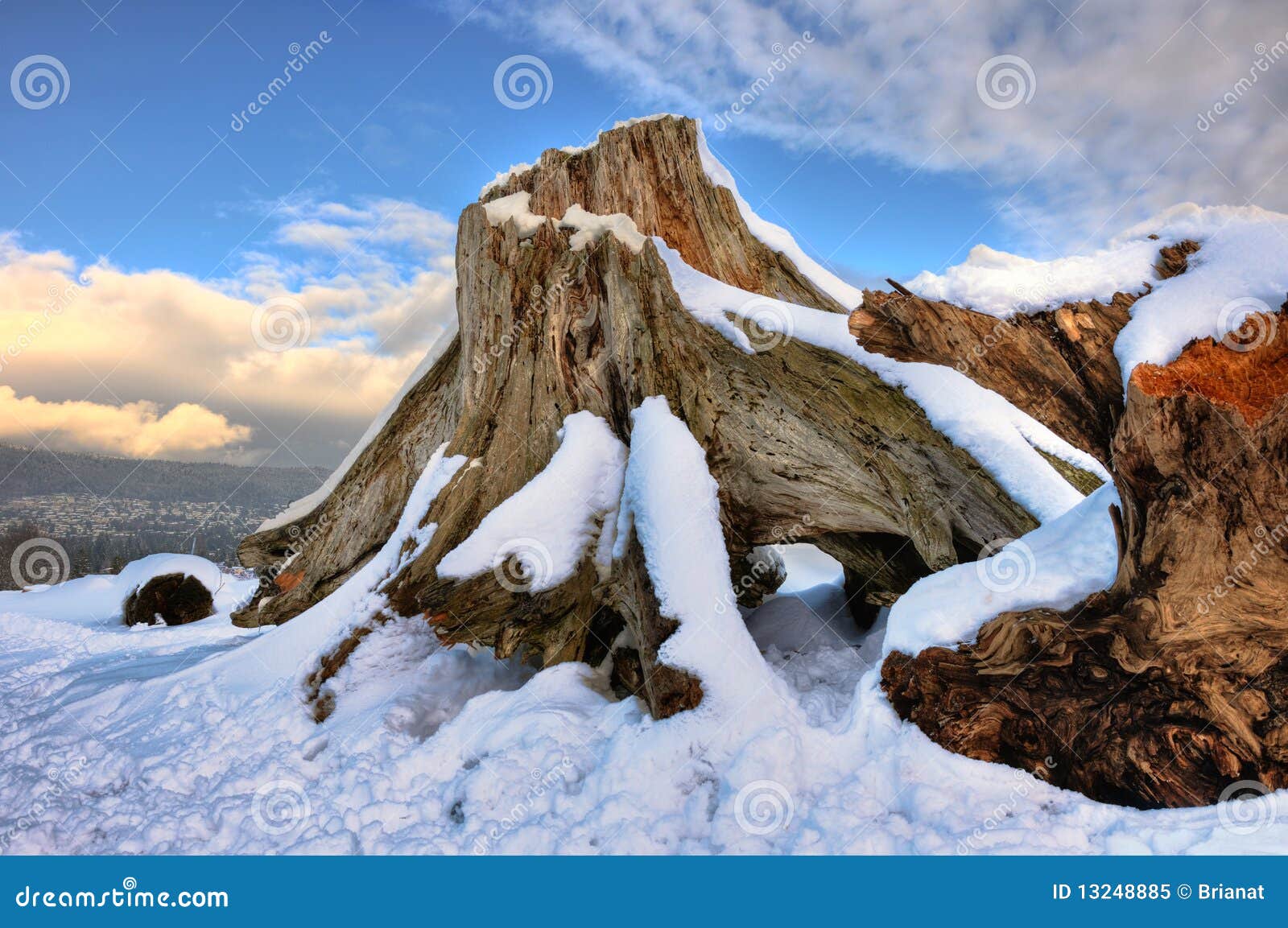 Tree Stump Covered in Snow. Stock Image - Image of vancouver, stump ...