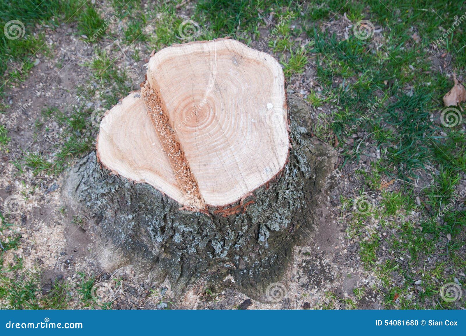 Tree stump stock photo. Image of environment, texture - 54081680