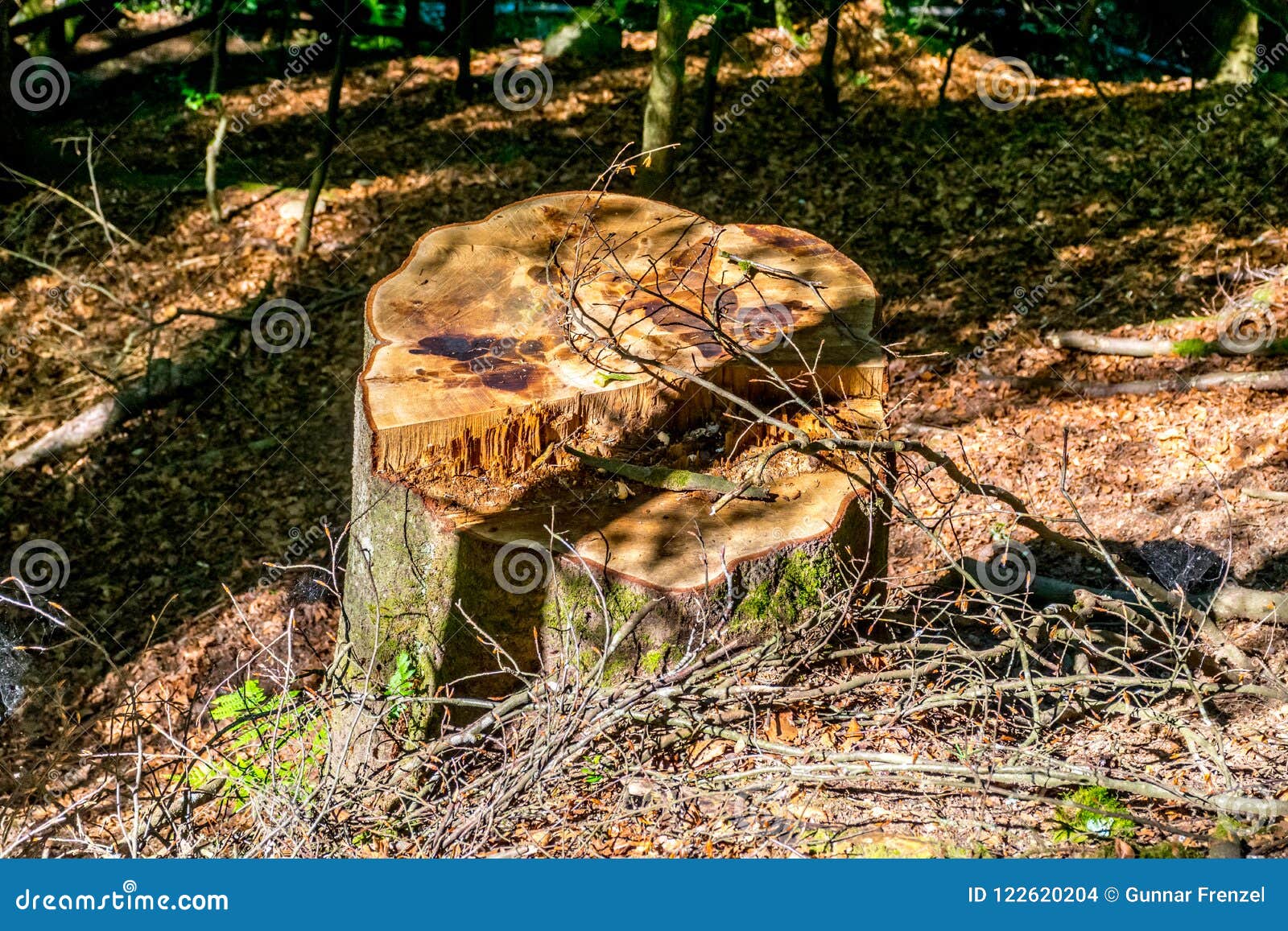 Closeup of Tree Stump in the Forest with Brown and Red Dominated Colors ...