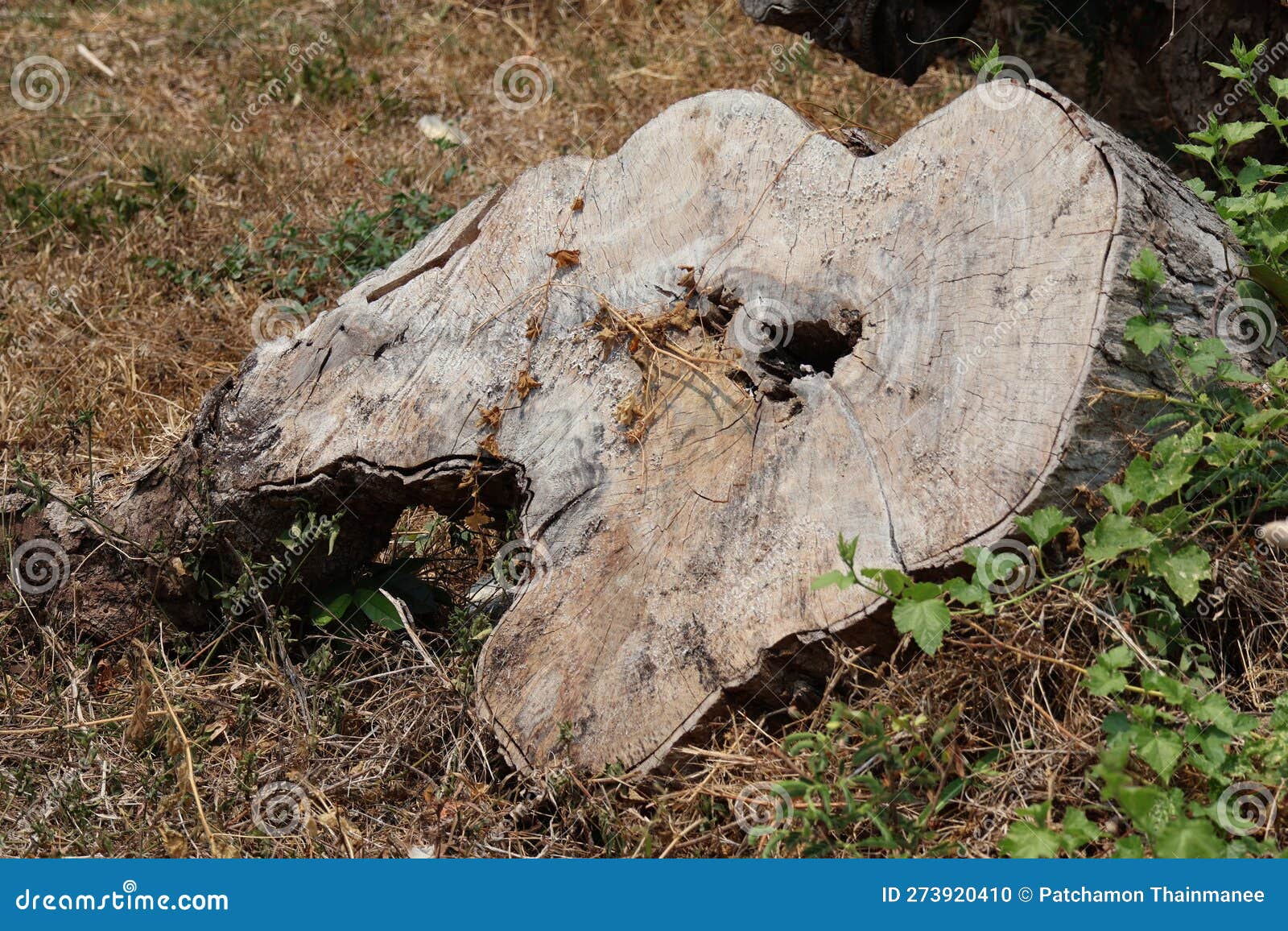 A Tree Stump Cut Down in a Large Tree Cut Down in a Tropical Forest ...