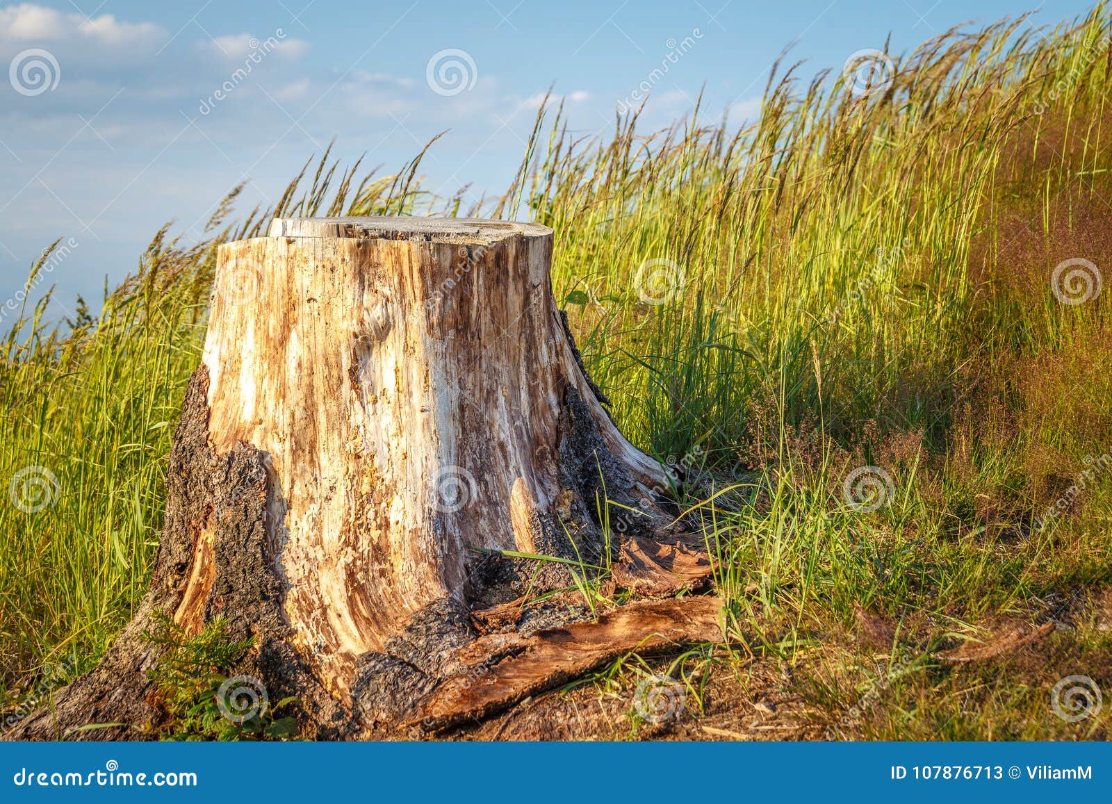Tree Stump of Cut-out Spruce. Stock Image - Image of nature, material ...