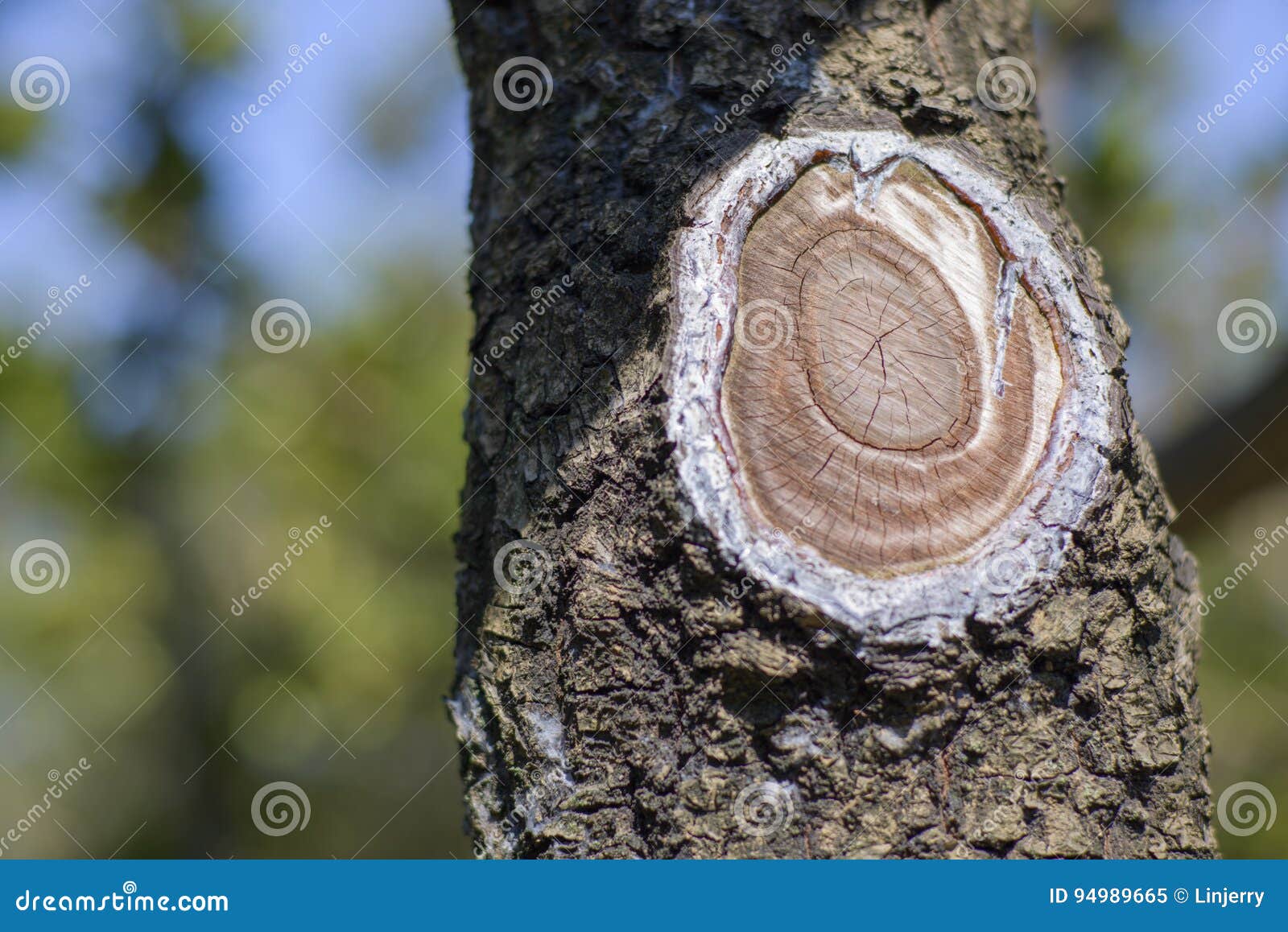Tree stump cut, stock image. Image of grain, symbol, annual - 94989665