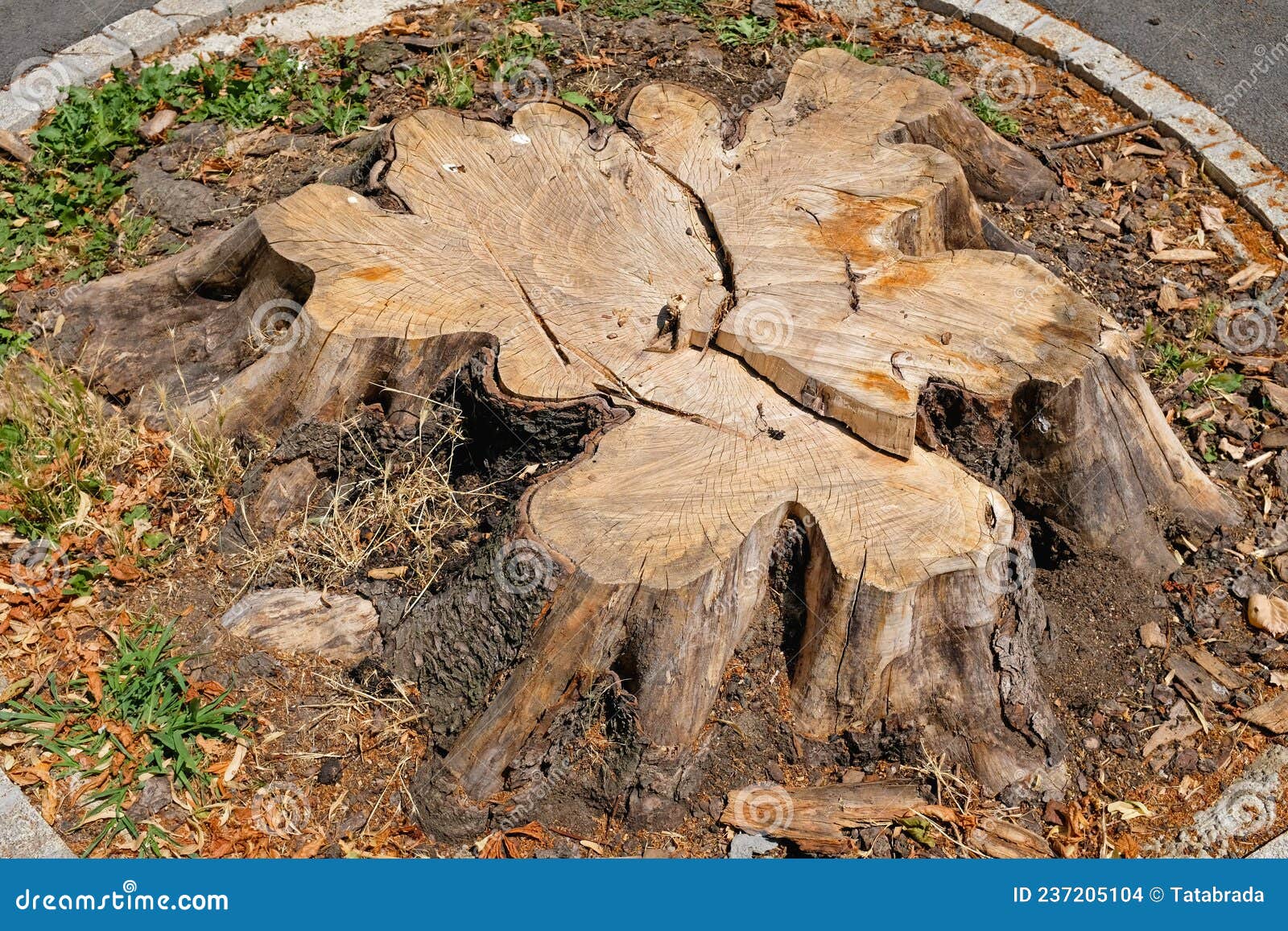 Tree stump cutted down stock photo. Image of damage - 237205104
