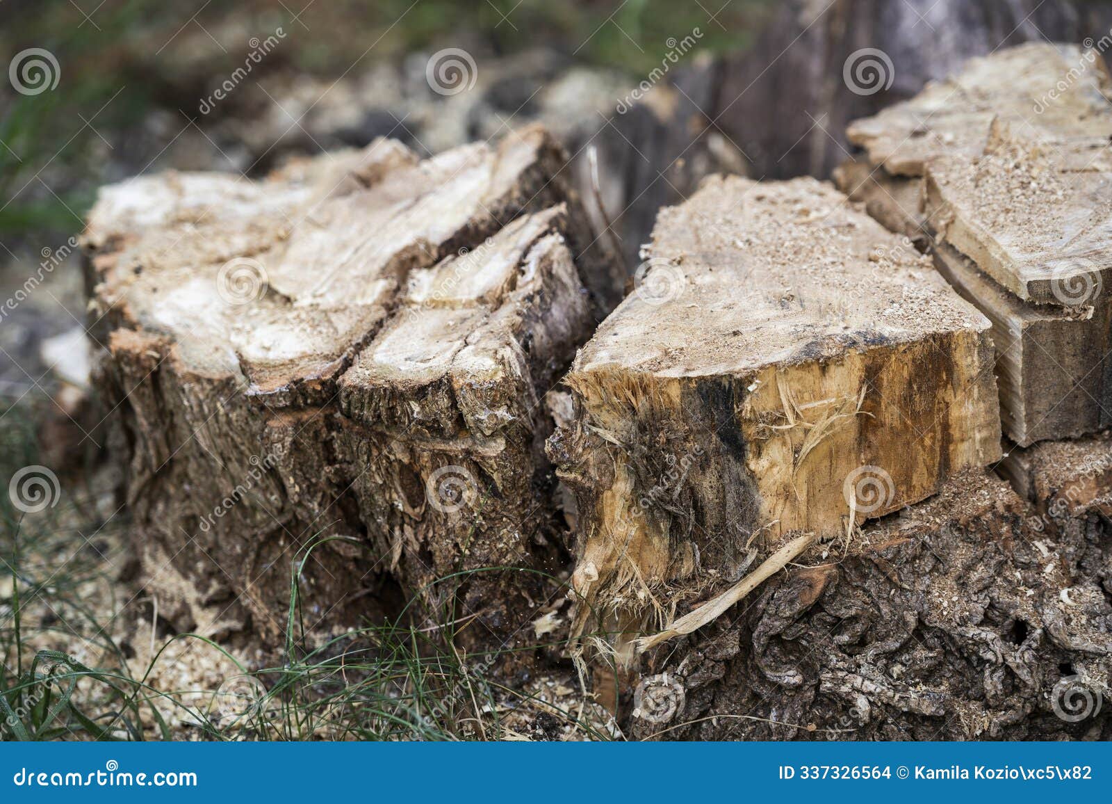 Tree Stump after Cutting Down in the Garden, Cut Down Tree Stock Photo ...