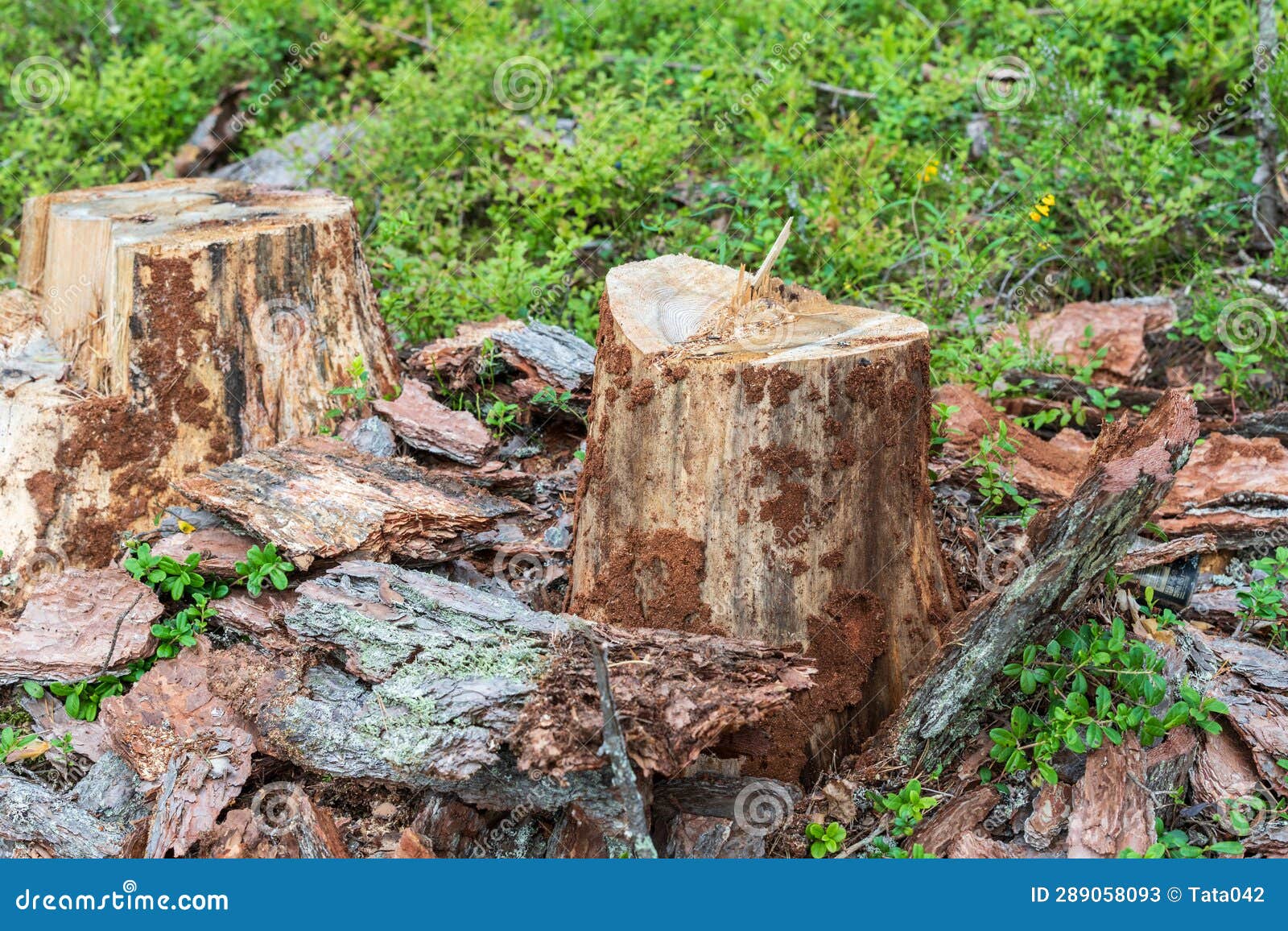 Tree Stump after Cutting Down Old Trunk in the Forest Stock Image ...