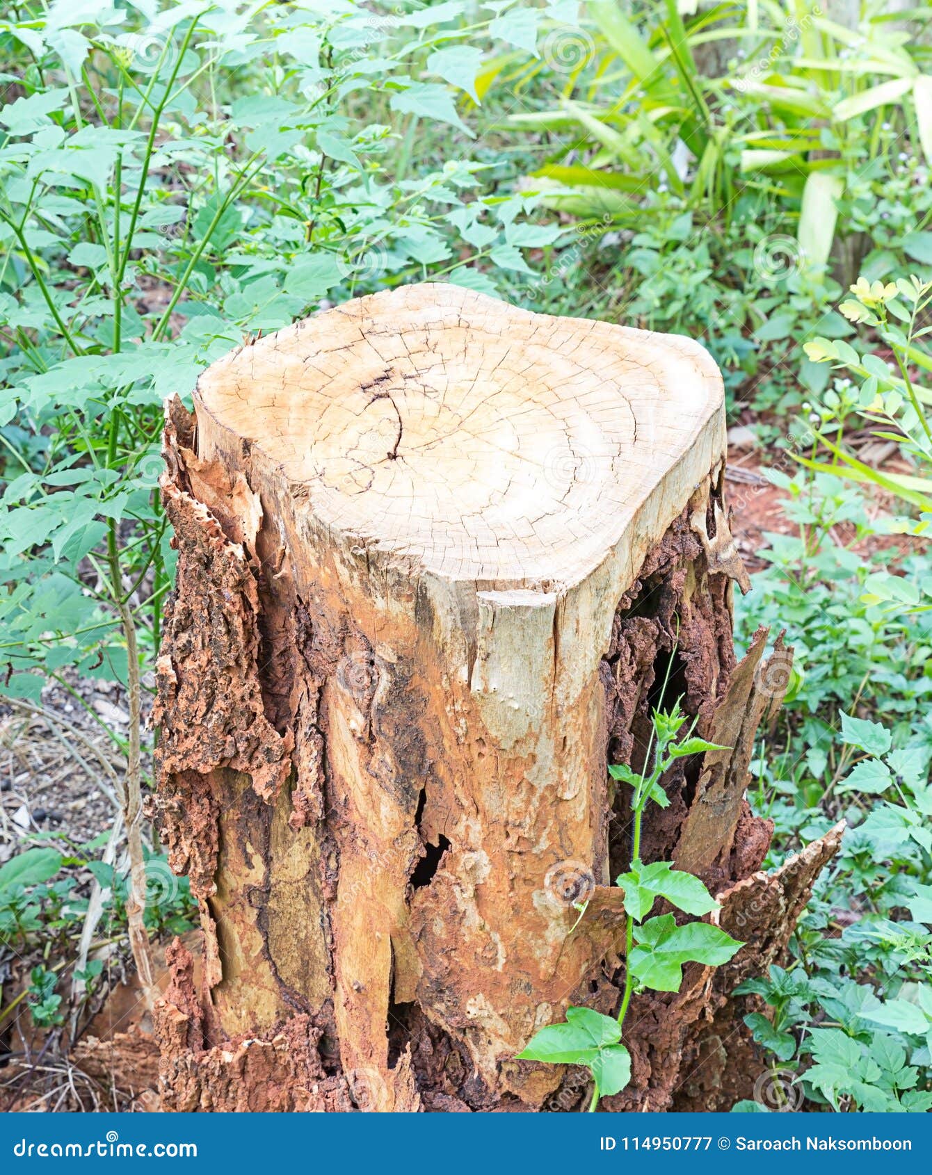 Tree stump damaged stock image. Image of bark, industry - 114950777