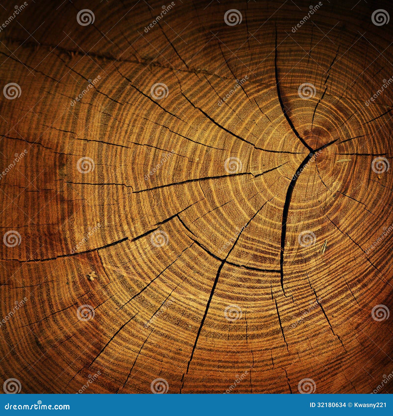 Tree stump stock photo. Image of structure, shape, slice - 32180634