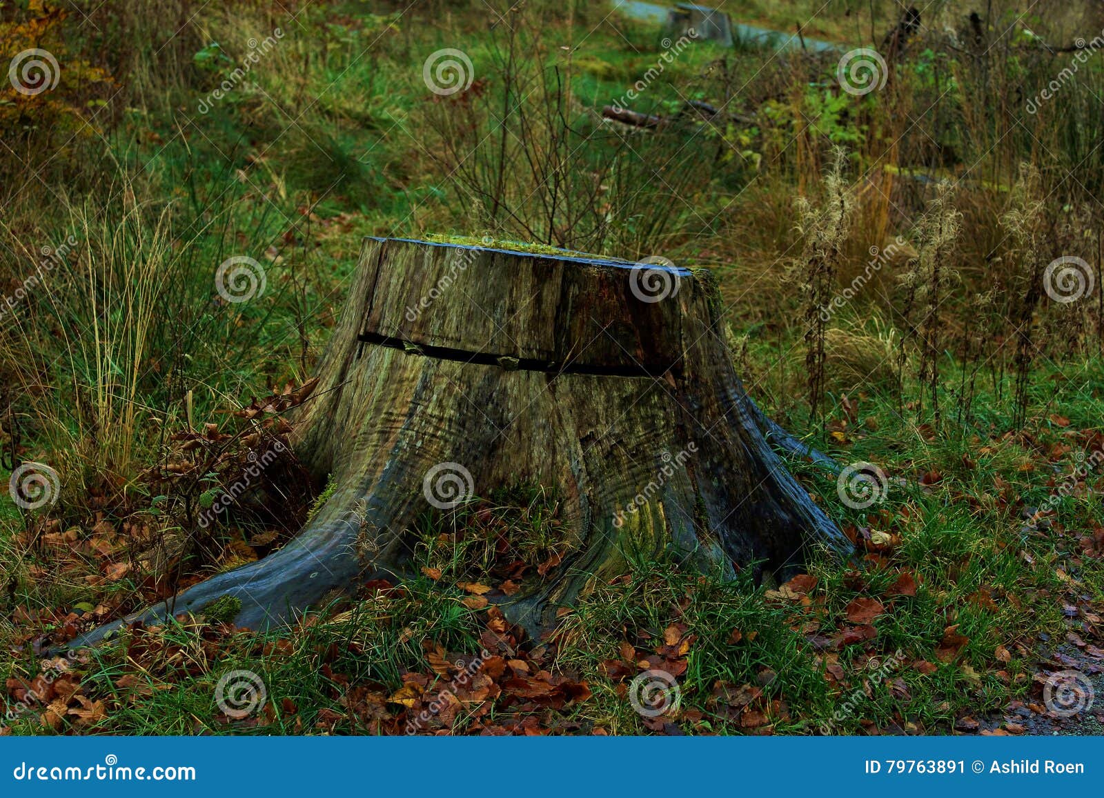 Tree stump stock image. Image of stump, dark, brown, fall - 79763891