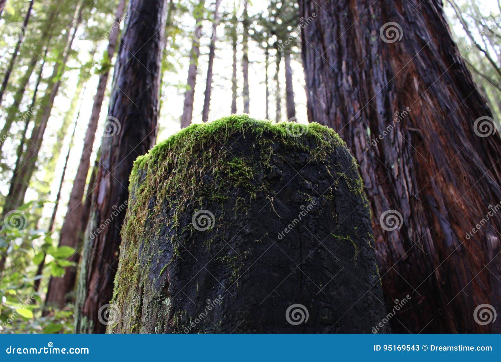 Mossy dark Tree stump stock image. Image of plants, trees - 95169543