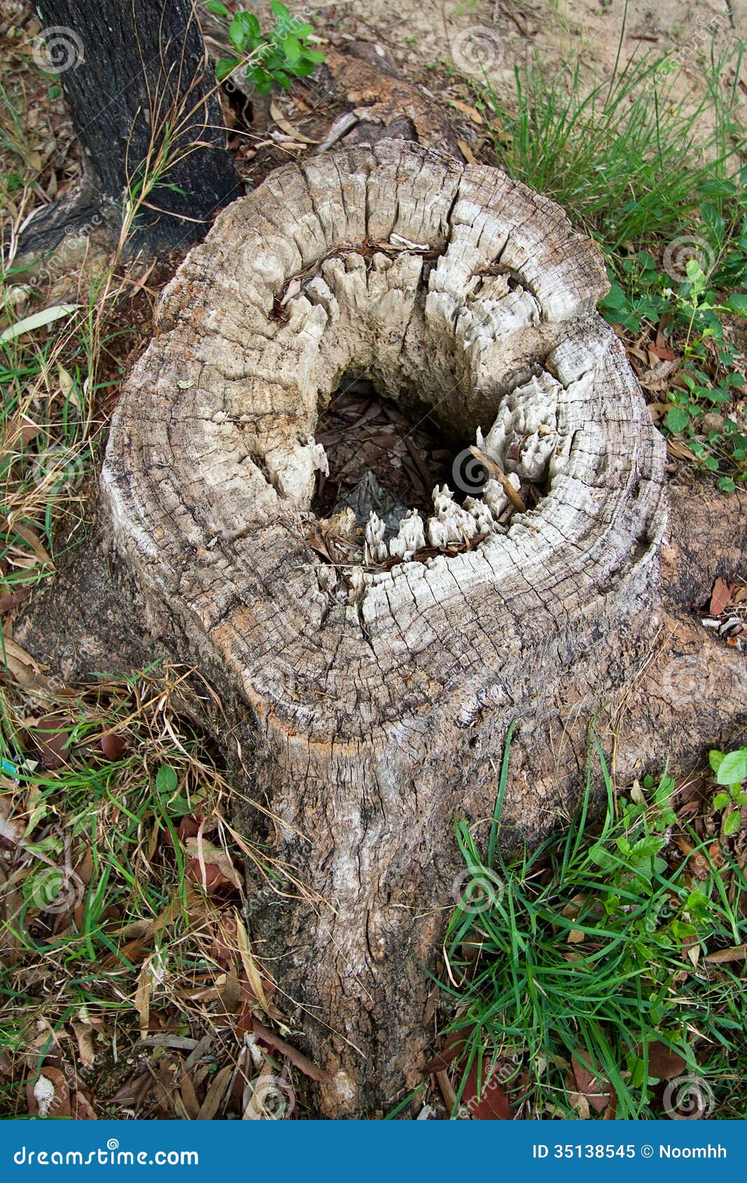 Tree stump stock image. Image of stump, frame, dendrochronology - 35138545