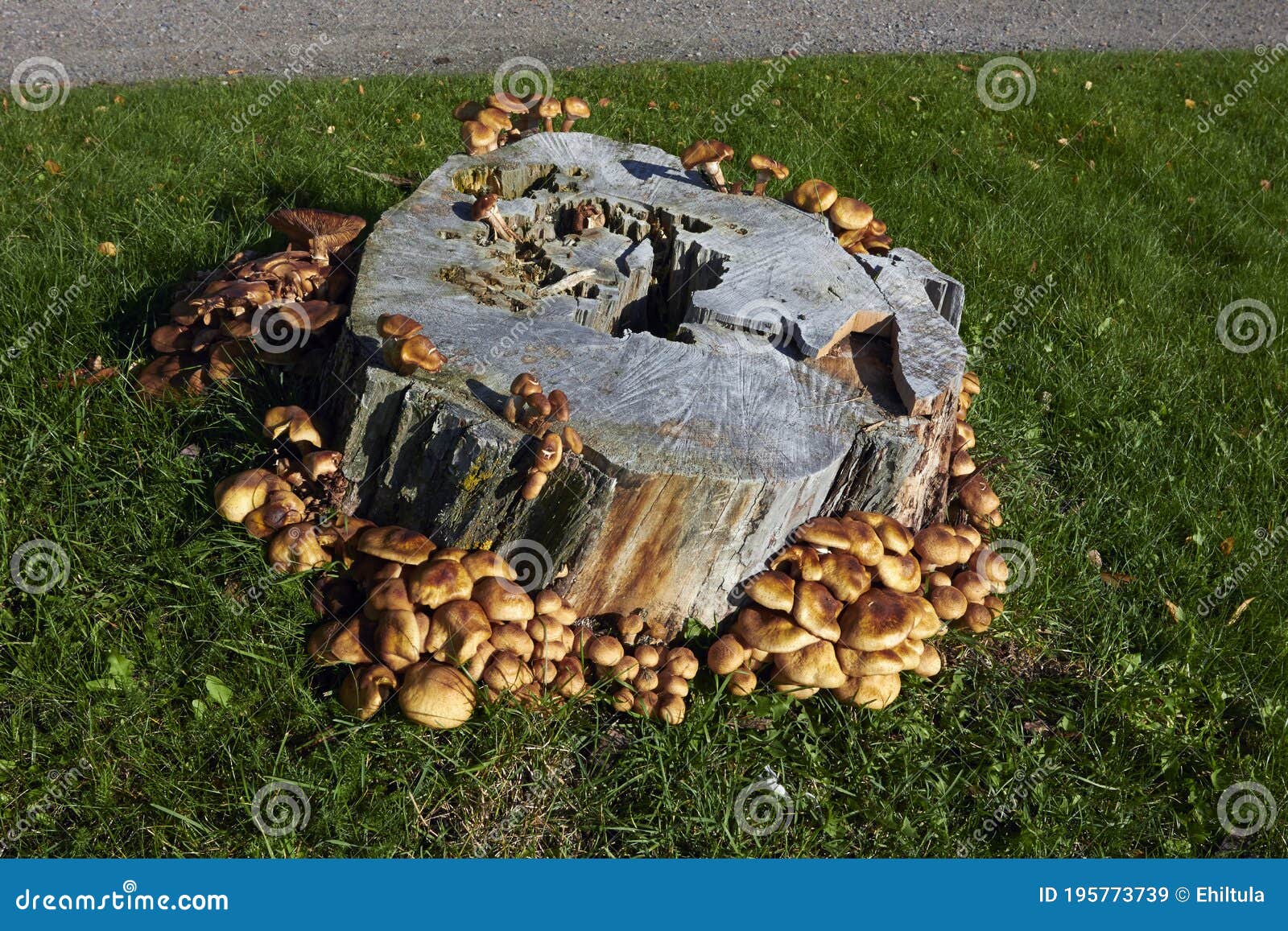 Tree Stump Decaying by Mushroom Stock Image - Image of lawn, mushroom ...