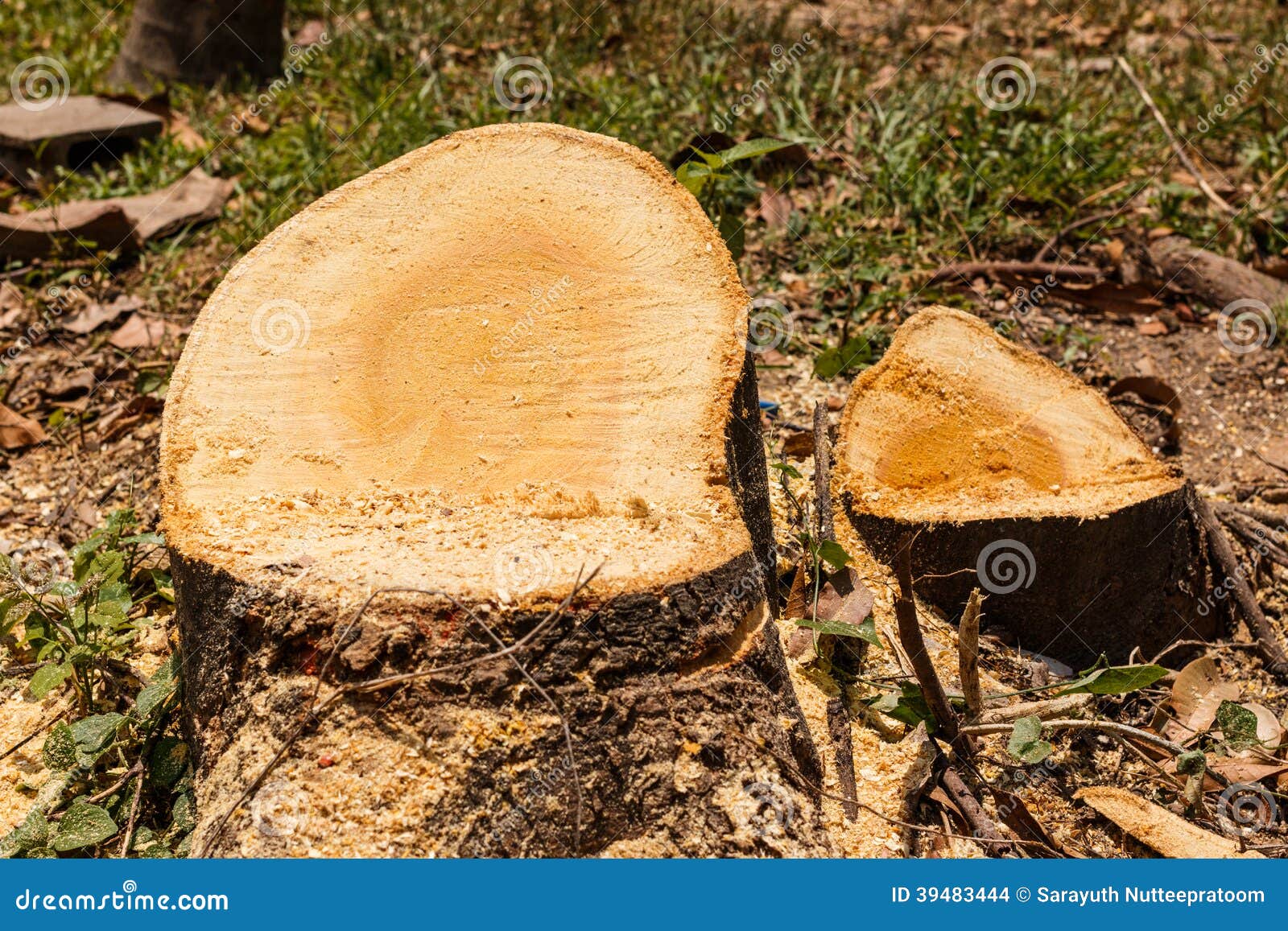 Tree stump stock photo. Image of deforestation, trees - 39483444