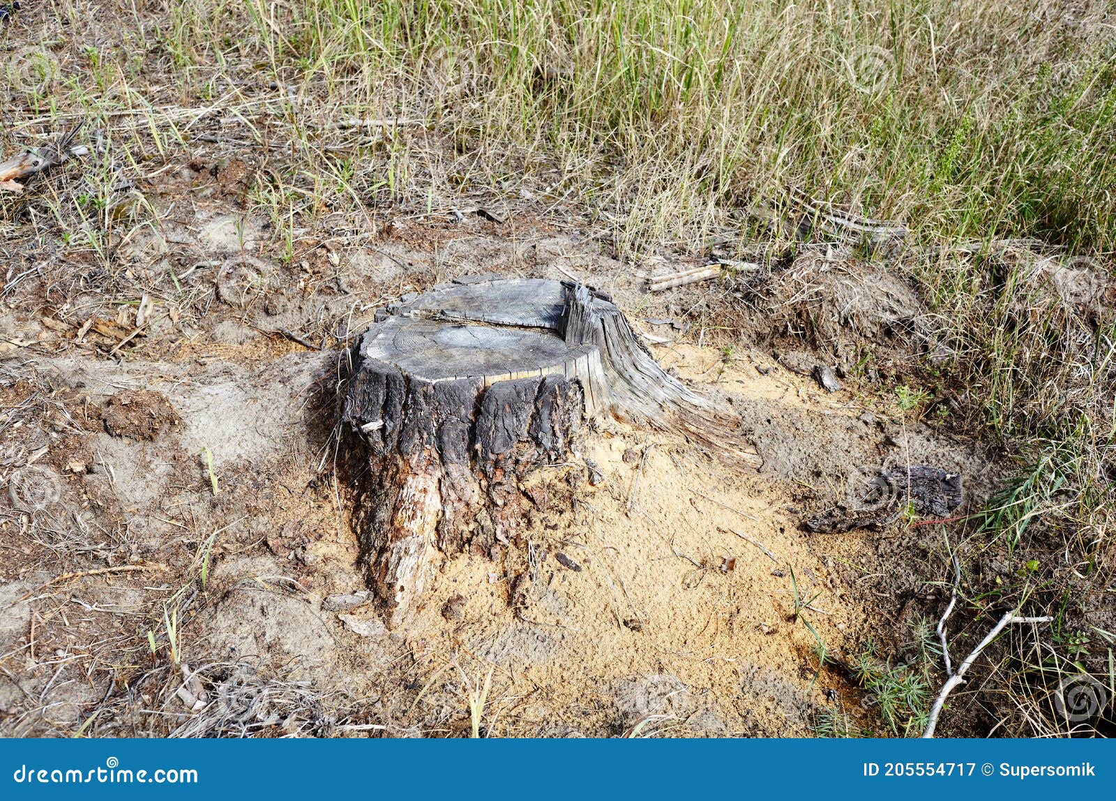 Tree Stump after Deforestation Stock Image - Image of background ...