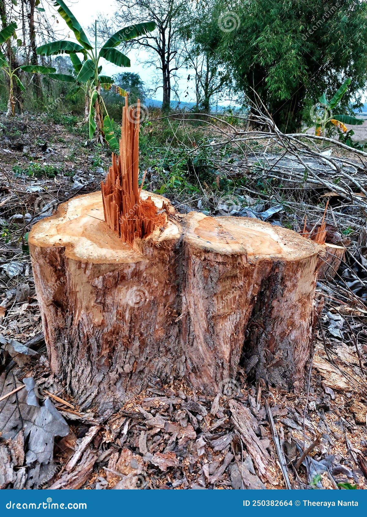 Tree stump stock photo. Image of tree, soil, rock, wildlife - 250382664