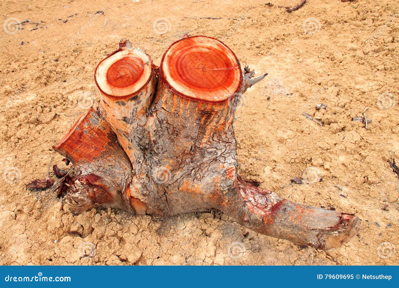 Tree Stump after Deforestation Stock Image - Image of tropical, asian ...