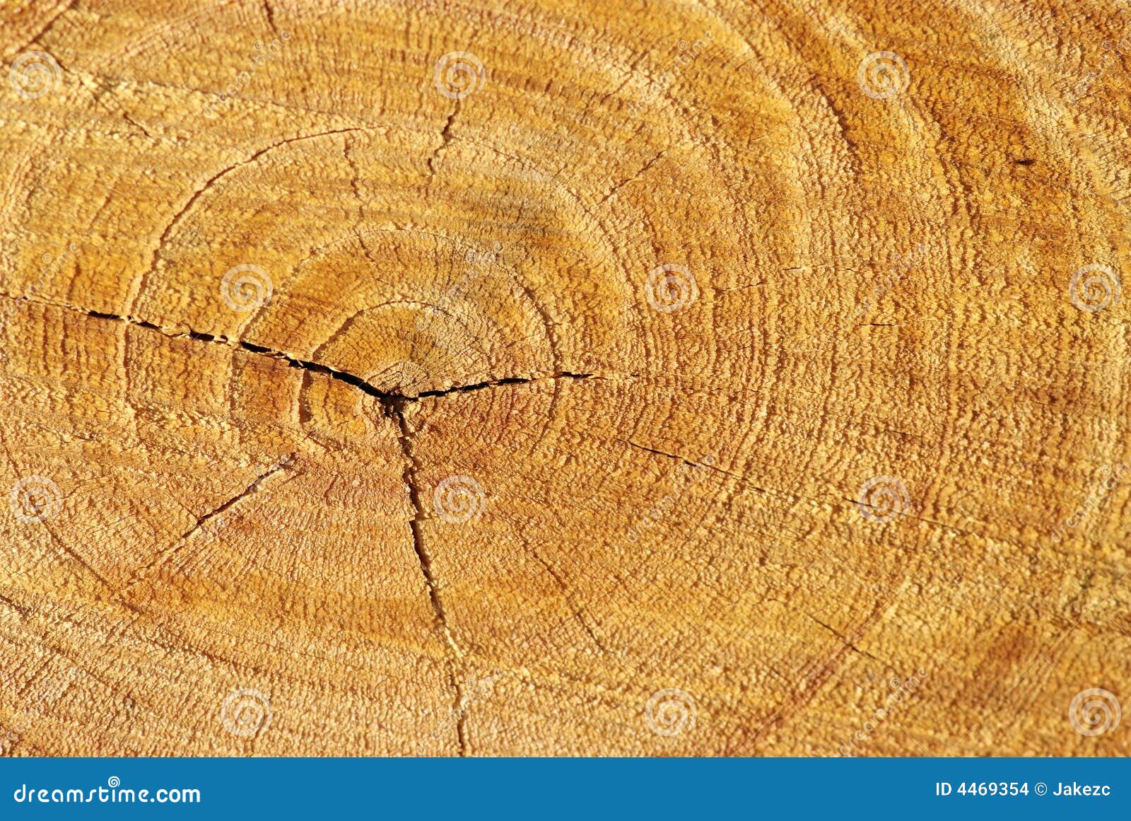 Tree stump detail stock photo. Image of dead, scar, stem - 4469354