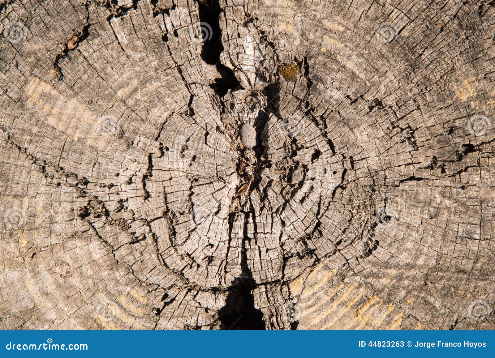 Tree stump stock image. Image of brown, detail, life - 44823263