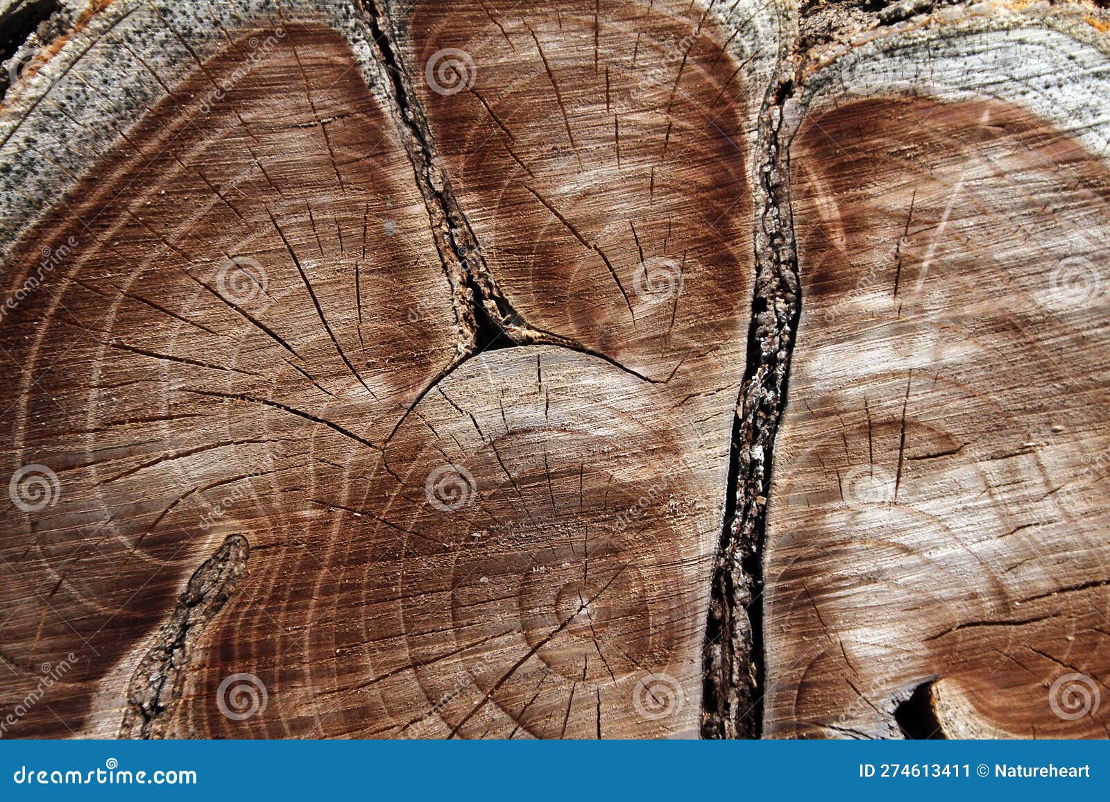 Tree Stump with Distinctive, Artistic Pattern Stock Image - Image of ...