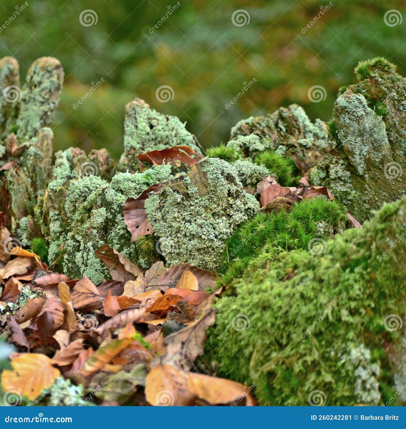 Tree Stump with Dry Leaves and Moss Stock Image - Image of covered ...