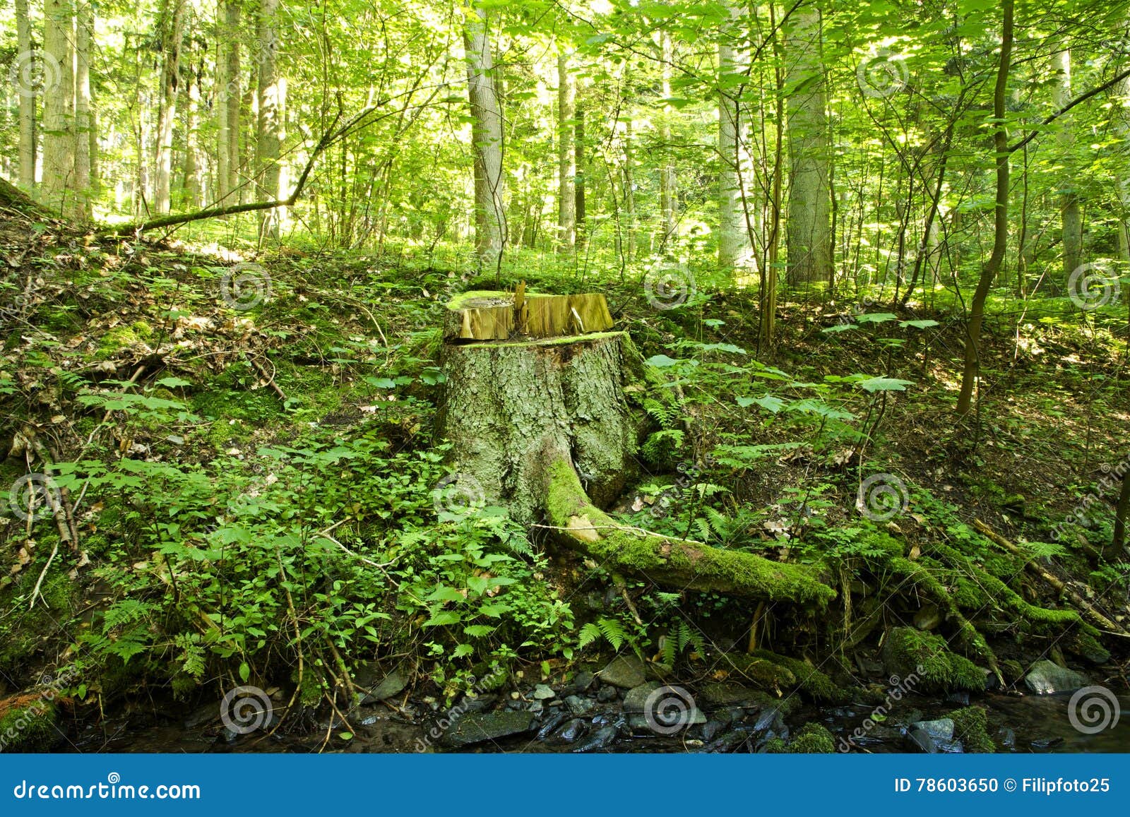 Tree Stump on Edge of Forest Stock Photo - Image of vegetation, edge ...