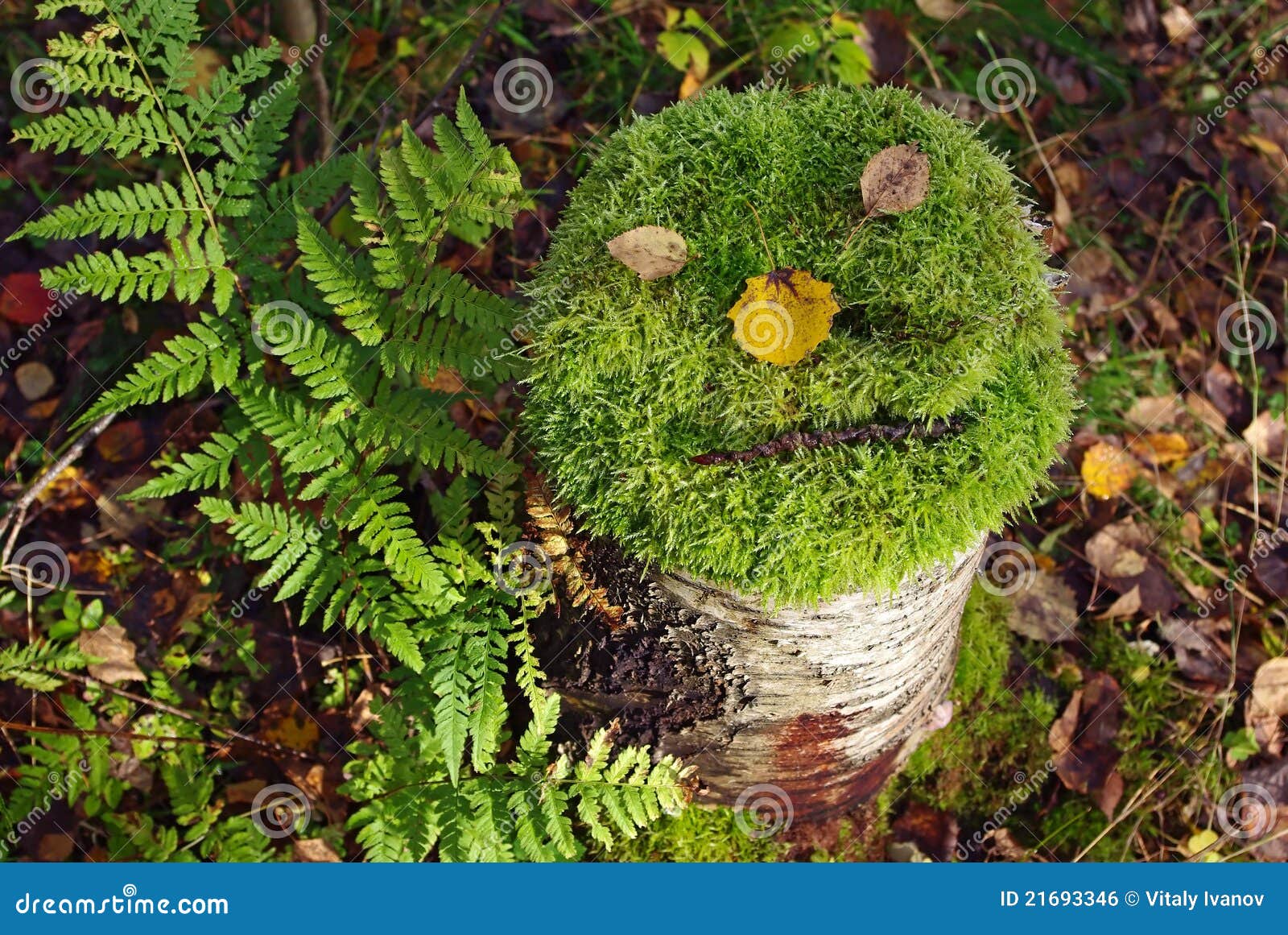 Tree Stump with Face of Moss Stock Photo - Image of deciduous, firewood ...