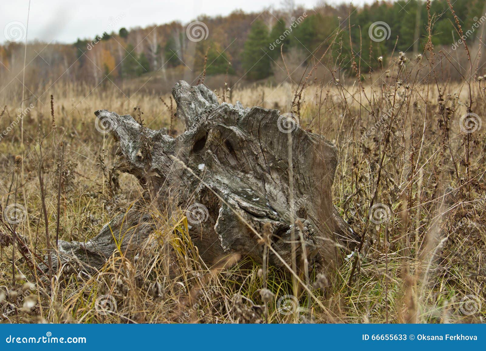 Tree Stump with Face of an Old Man Stock Image - Image of miracle ...