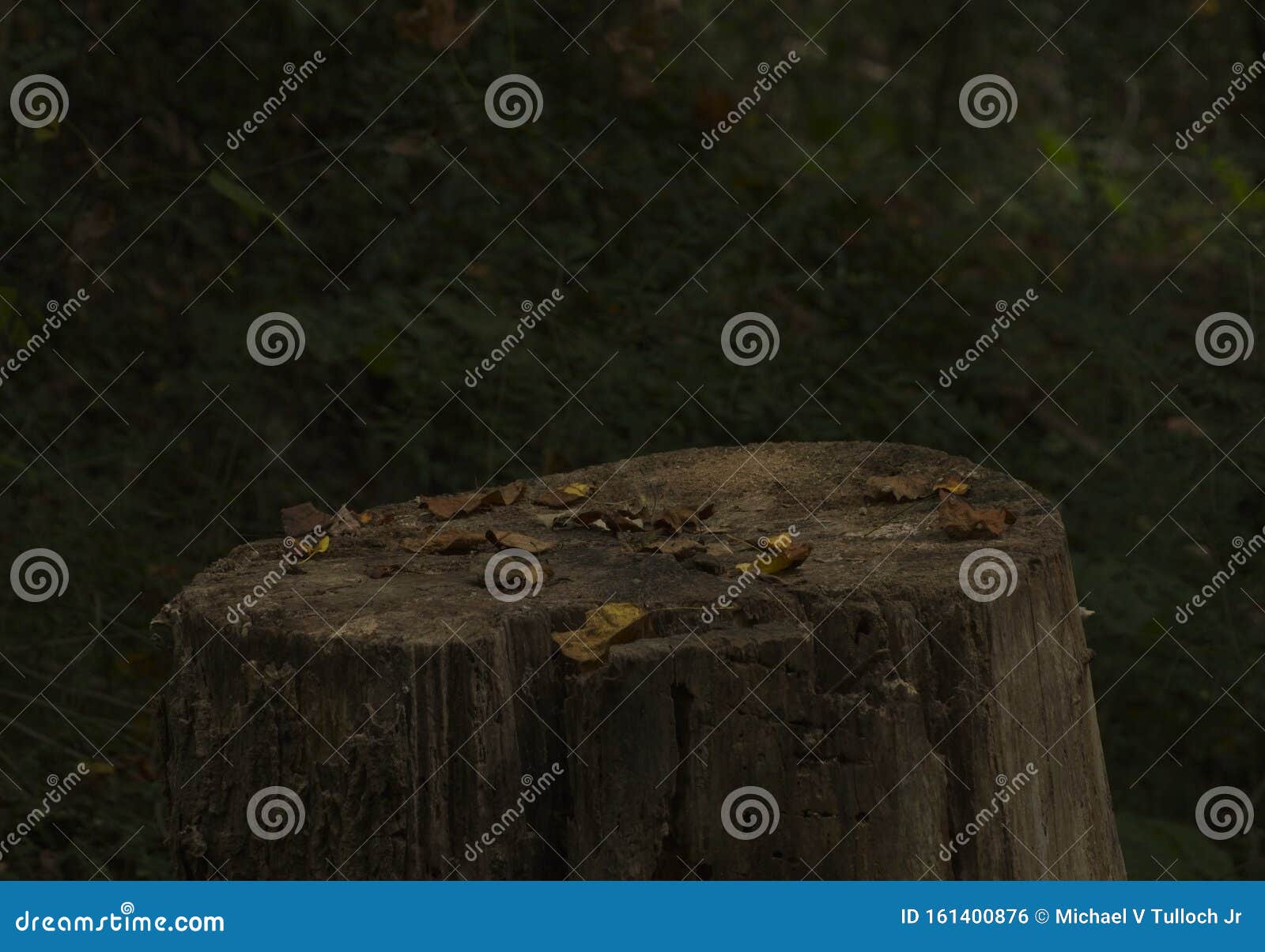 A Tree Stump with Fall Leaves Stock Photo - Image of green, stump ...